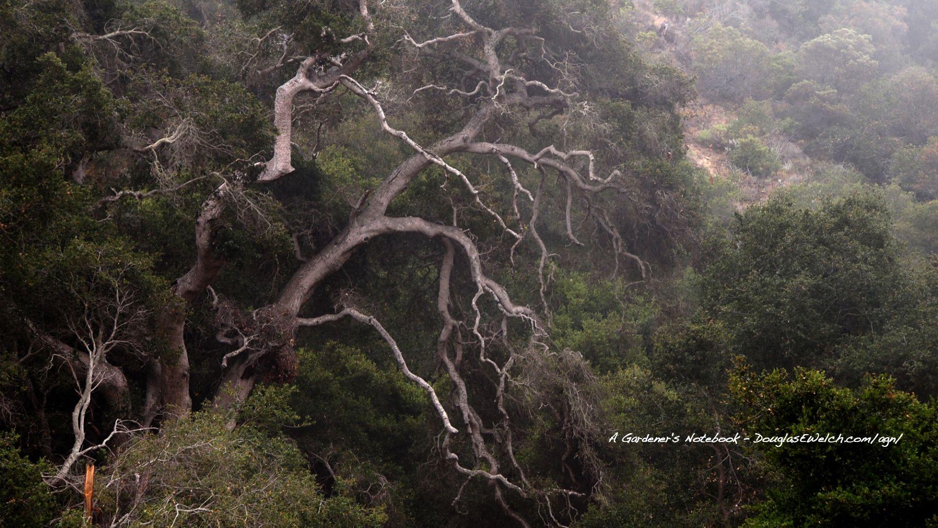 Tree Computer Wallpapers - Top Free Tree Computer Backgrounds ...