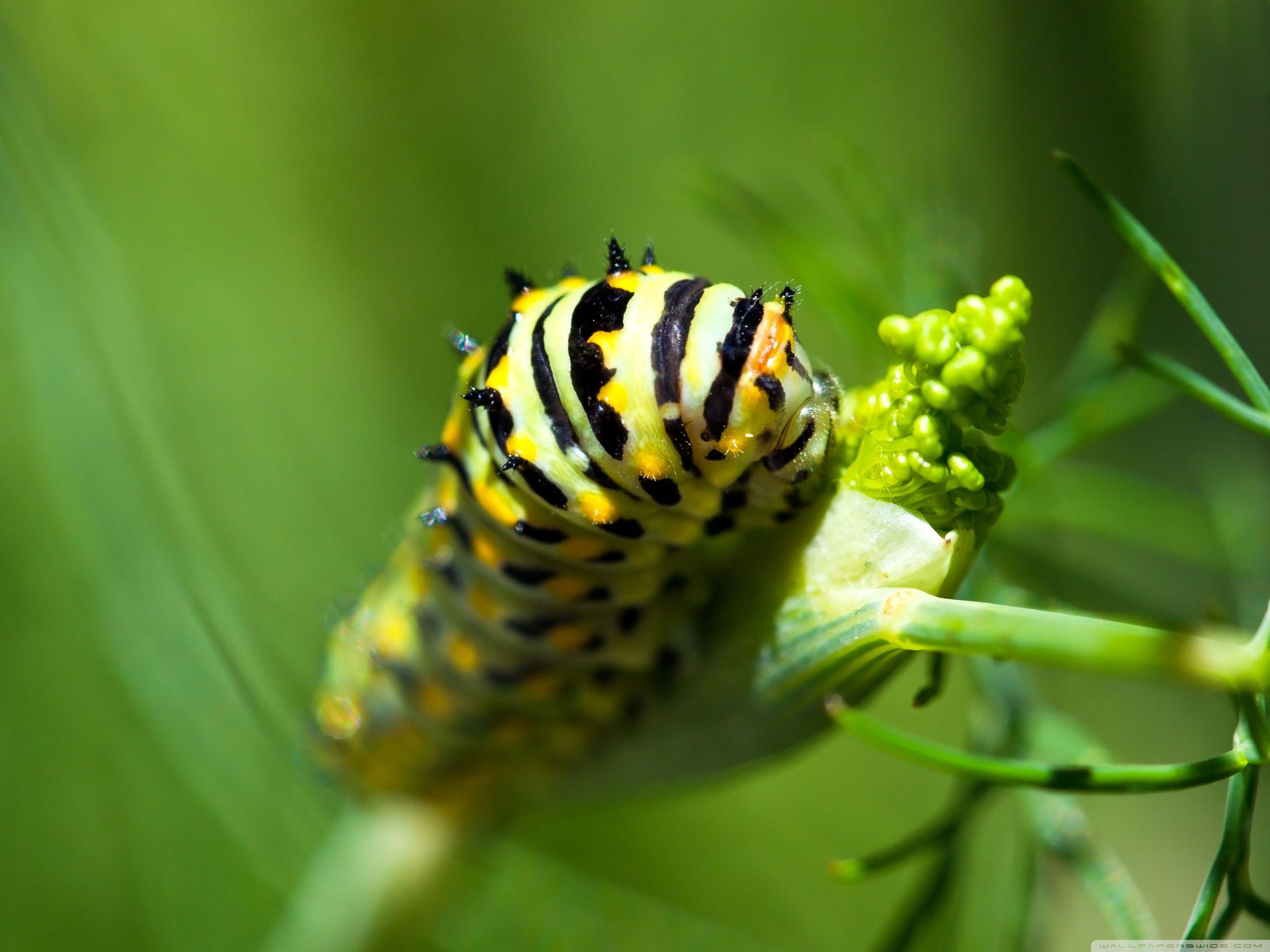 Caterpillar Wallpapers - Top Free Caterpillar Backgrounds - WallpaperAccess