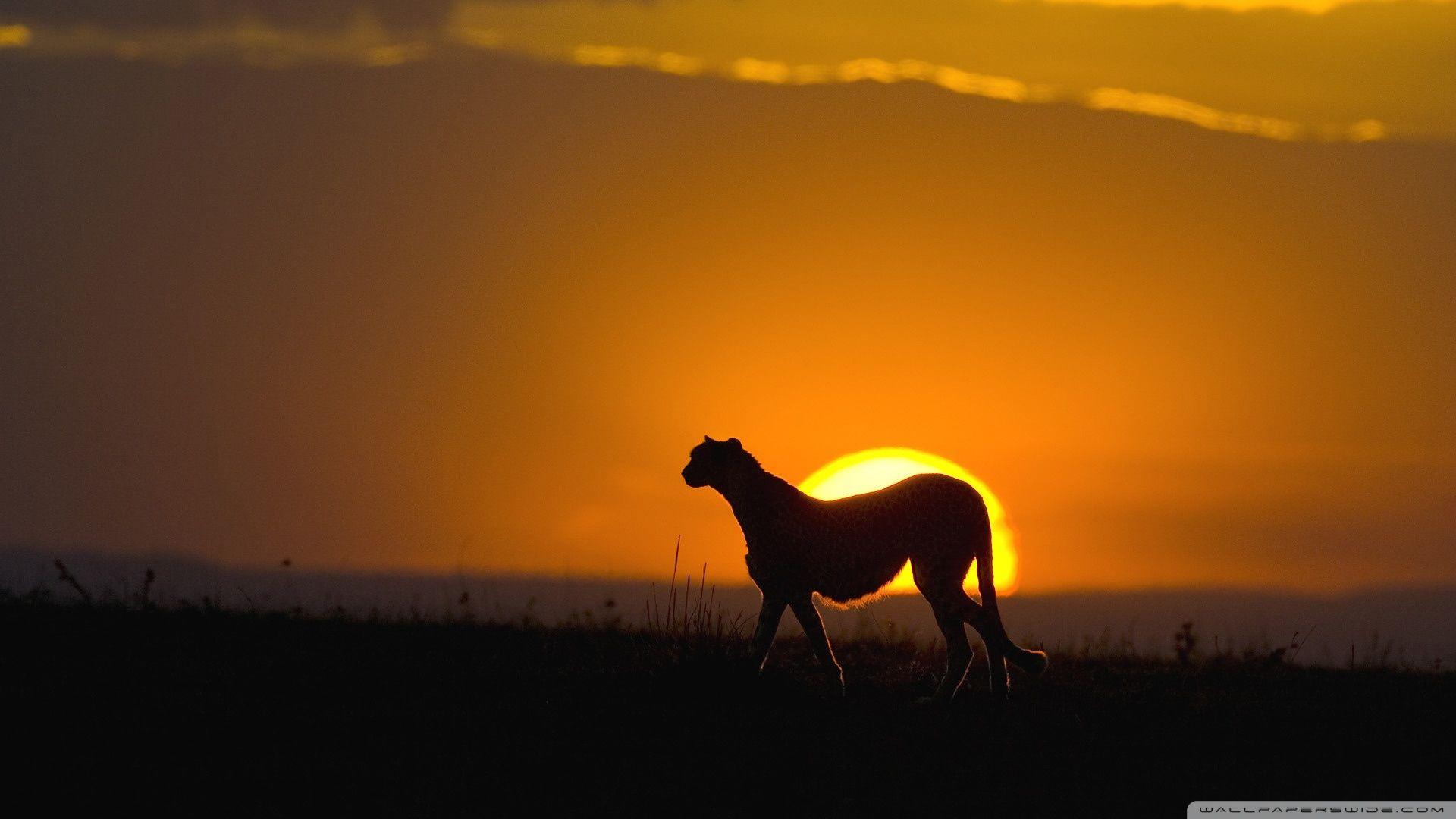 Wild Animals Desktop Wallpapers - Top Free Wild Animals Desktop ...