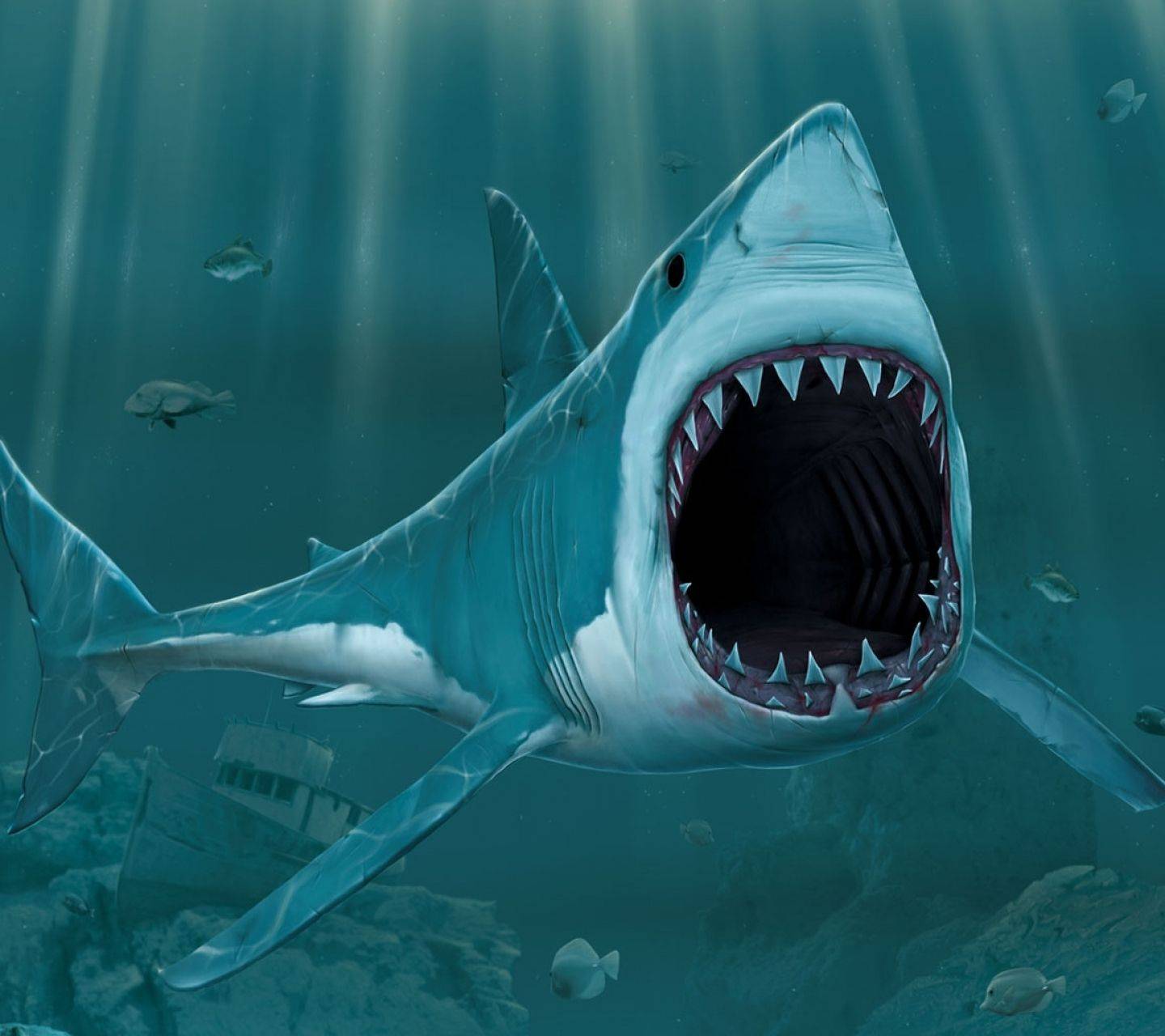 Shark Attack Wallpapers - Top Free Shark Attack Backgrounds ...