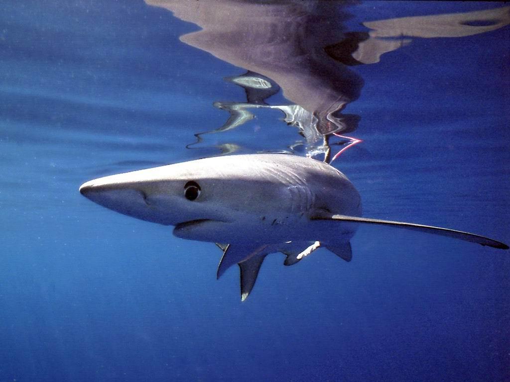 Blue Shark Wallpapers - Top Free Blue Shark Backgrounds - WallpaperAccess