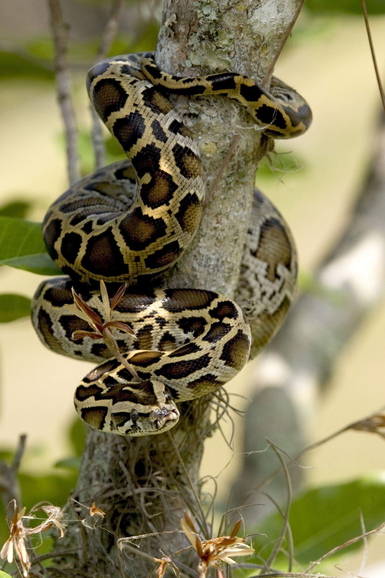 Burmese Python Wallpapers - Top Free Burmese Python Backgrounds ... Burmese Python Wallpapers - Top Free Burmese Python Backgrounds ...