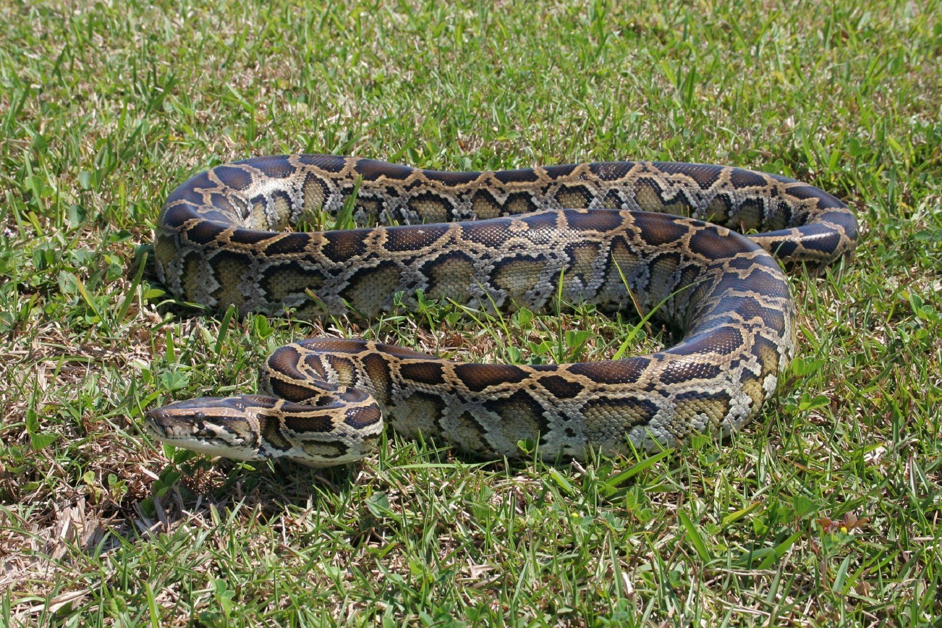 Burmese Python Wallpapers - Top Free Burmese Python Backgrounds ...
