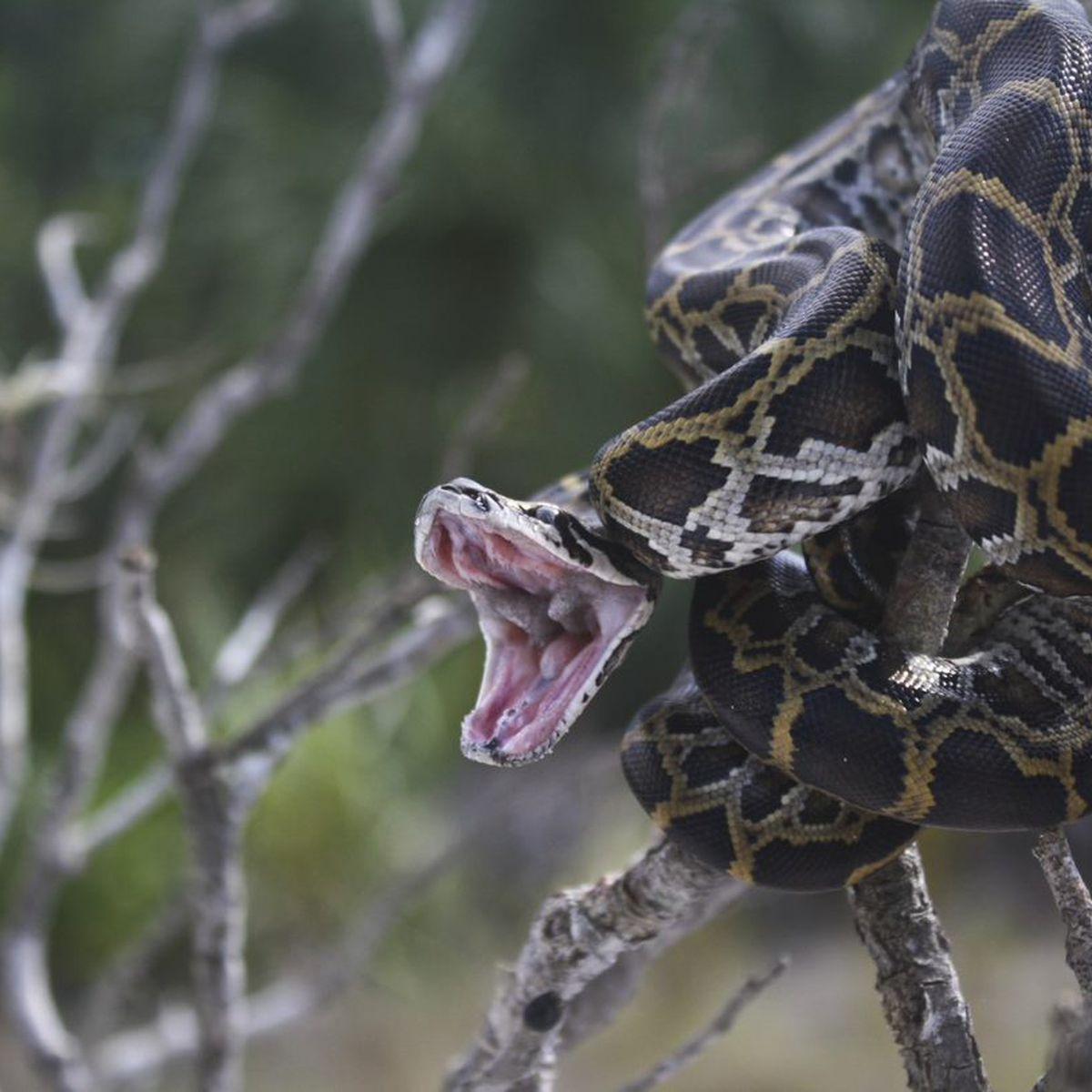 Burmese Python Wallpapers - Top Free Burmese Python Backgrounds ...