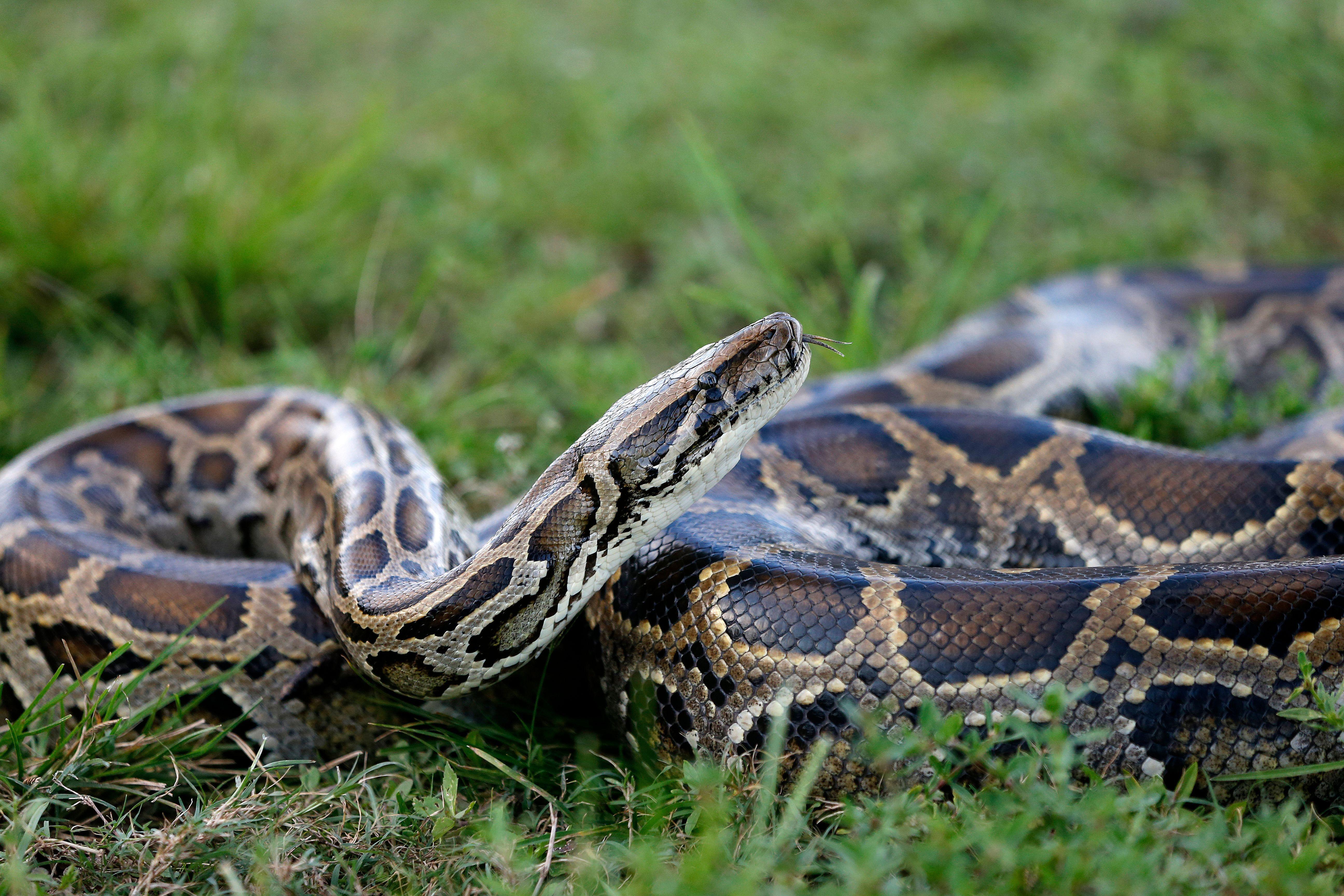 Burmese Python Wallpapers - Top Free Burmese Python Backgrounds ...