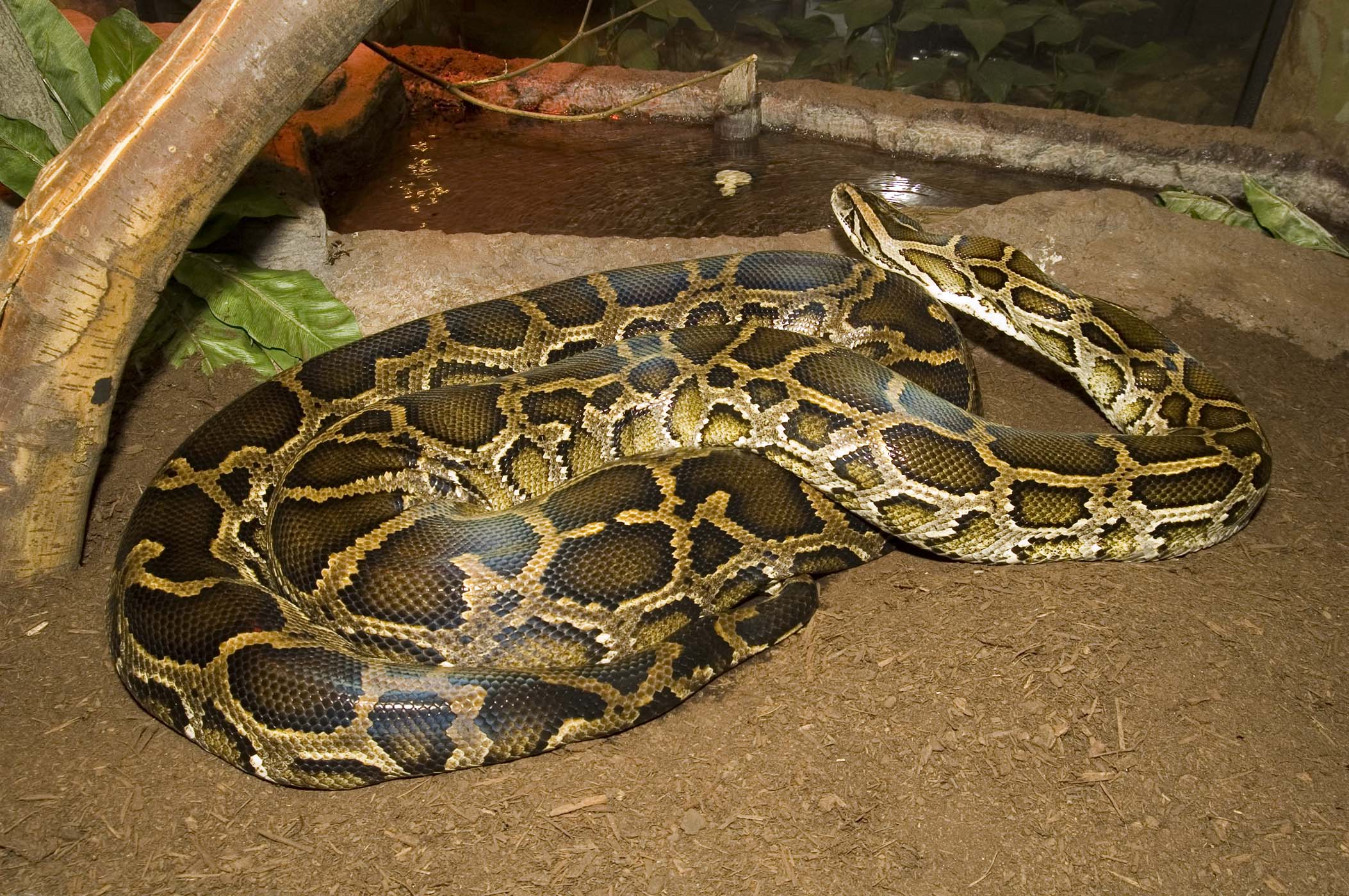 Burmese Python Wallpapers - Top Free Burmese Python Backgrounds ... Burmese Python Wallpapers - Top Free Burmese Python Backgrounds ...