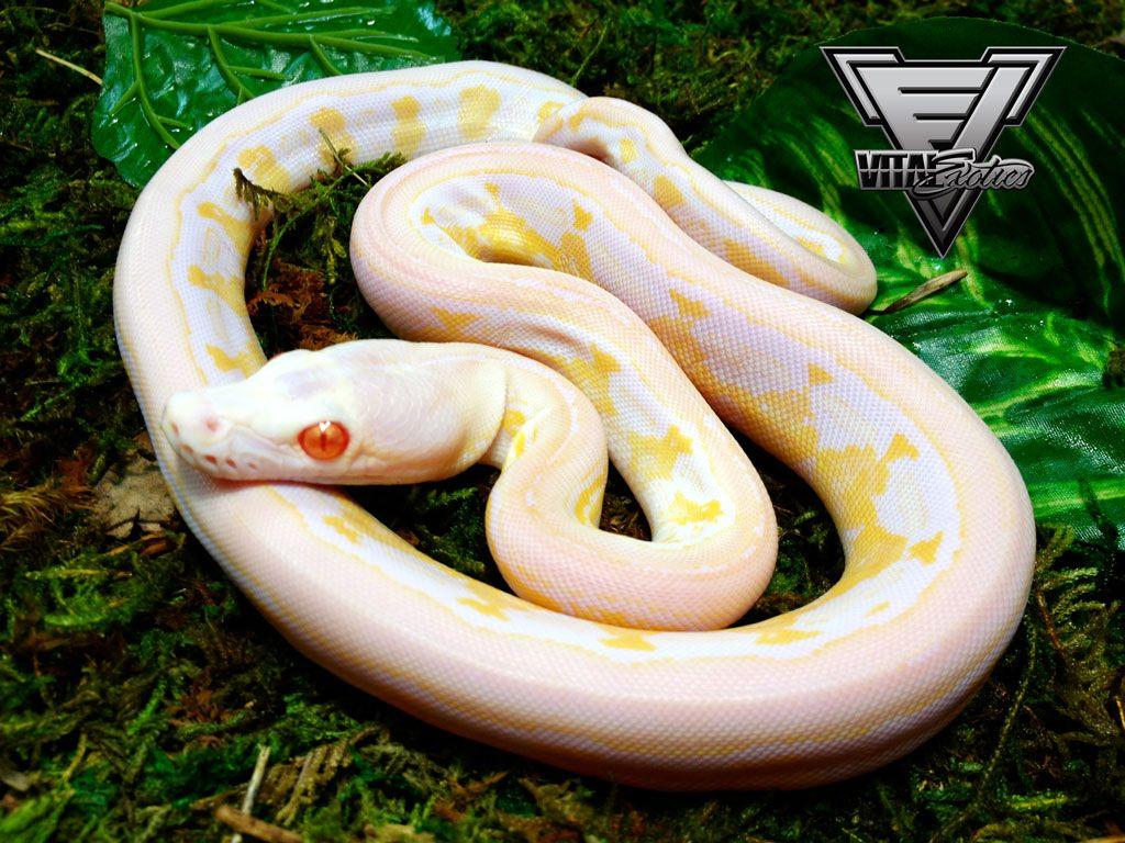 Burmese Python Wallpapers - Top Free Burmese Python Backgrounds ...