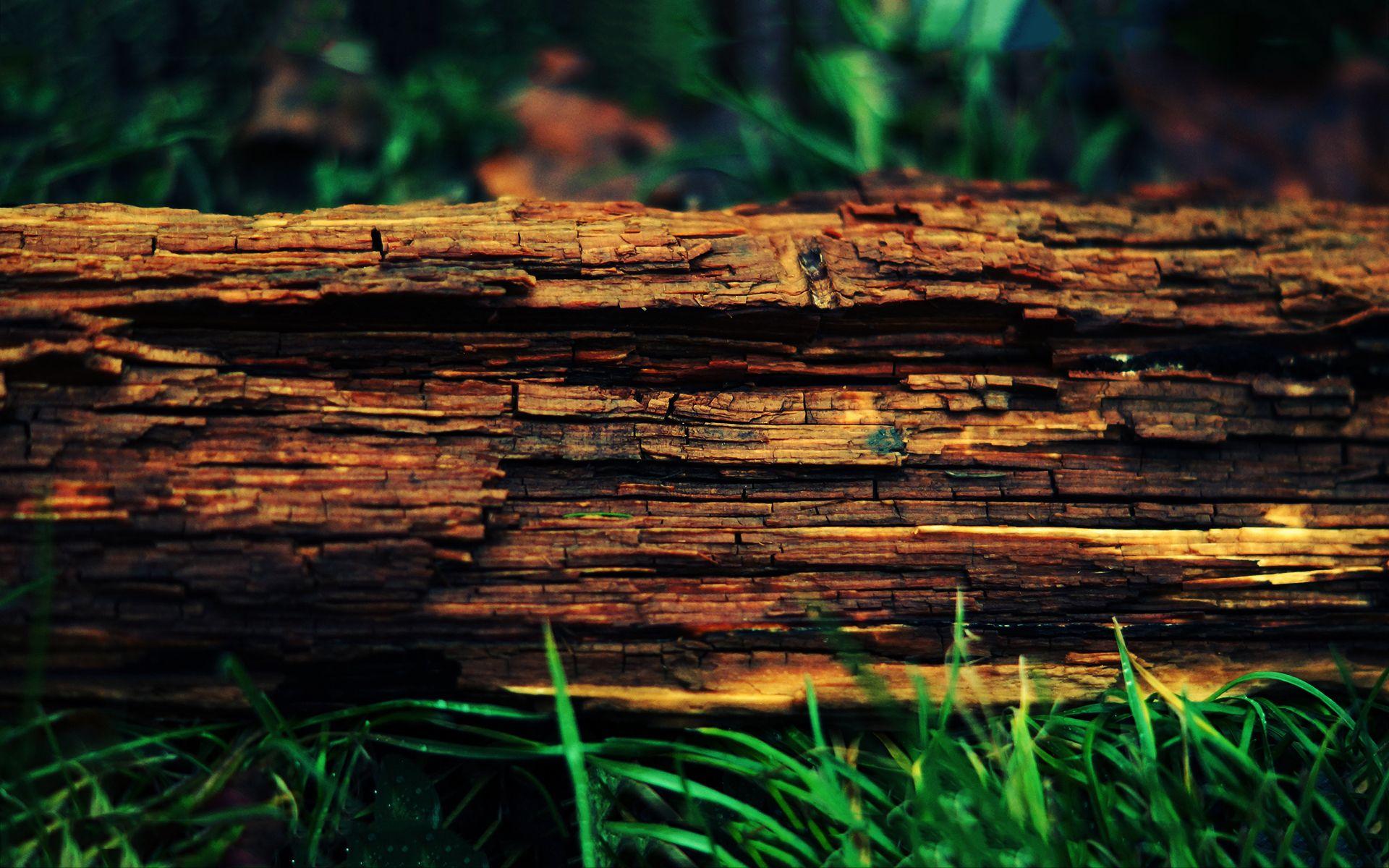 Tree Trunk Wallpapers - Top Free Tree Trunk Backgrounds - WallpaperAccess