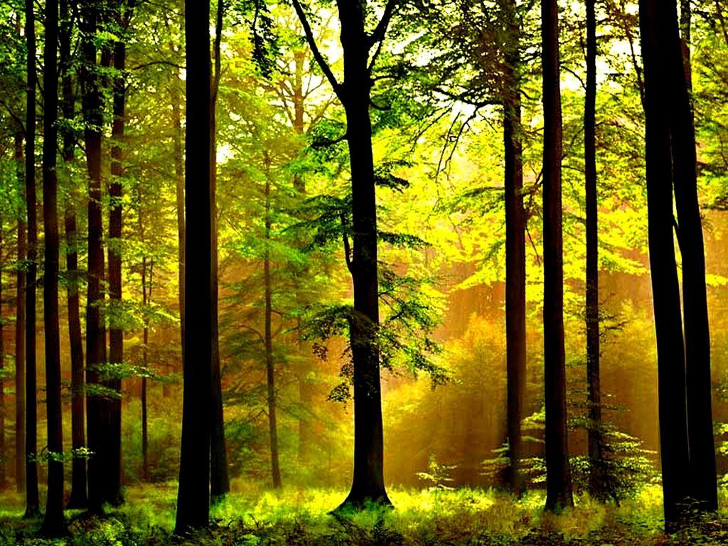 Tree Trunk Wallpapers - Top Free Tree Trunk Backgrounds - WallpaperAccess