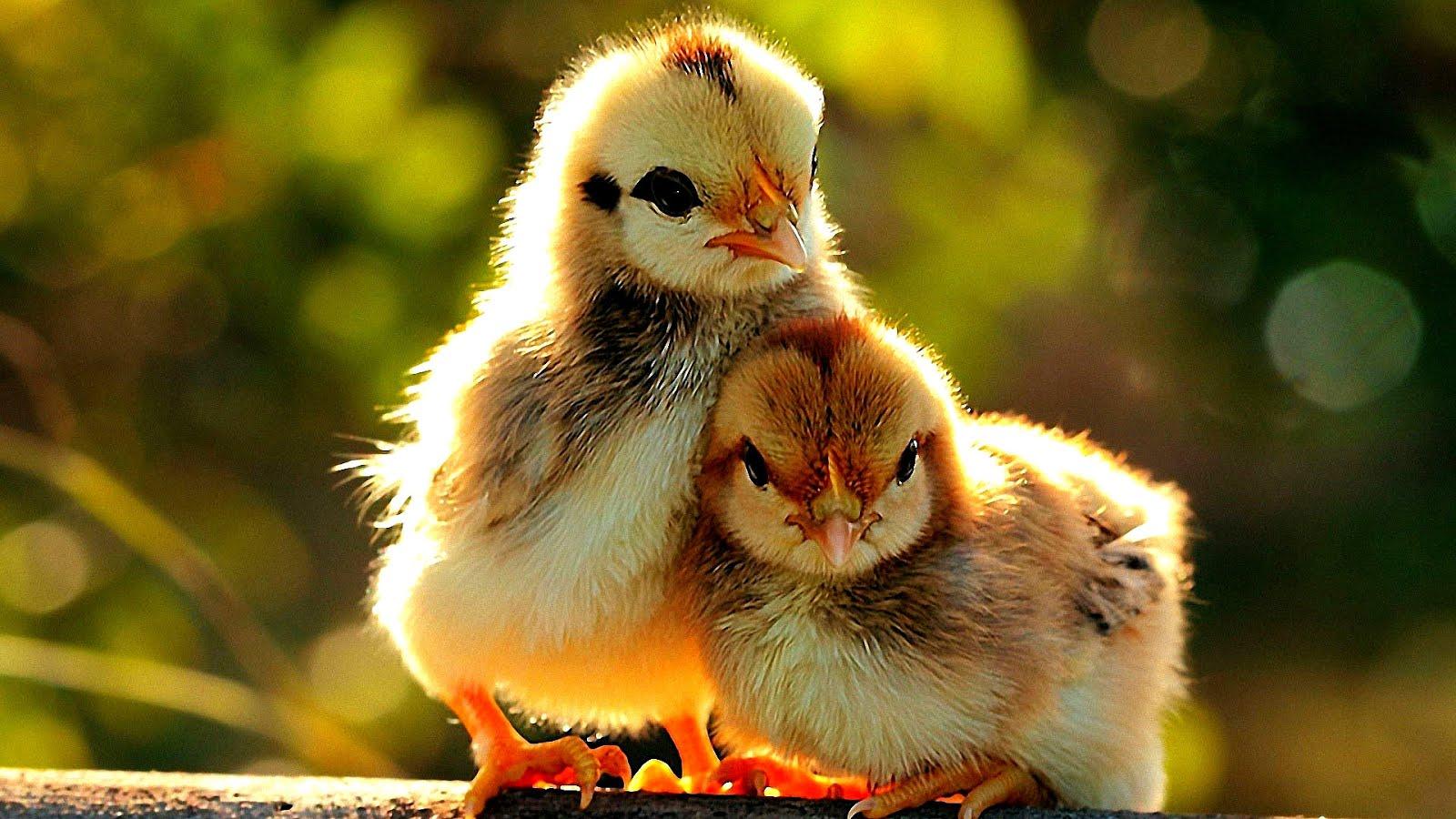 Cute Chicken Wallpapers - Top Free Cute Chicken Backgrounds ...