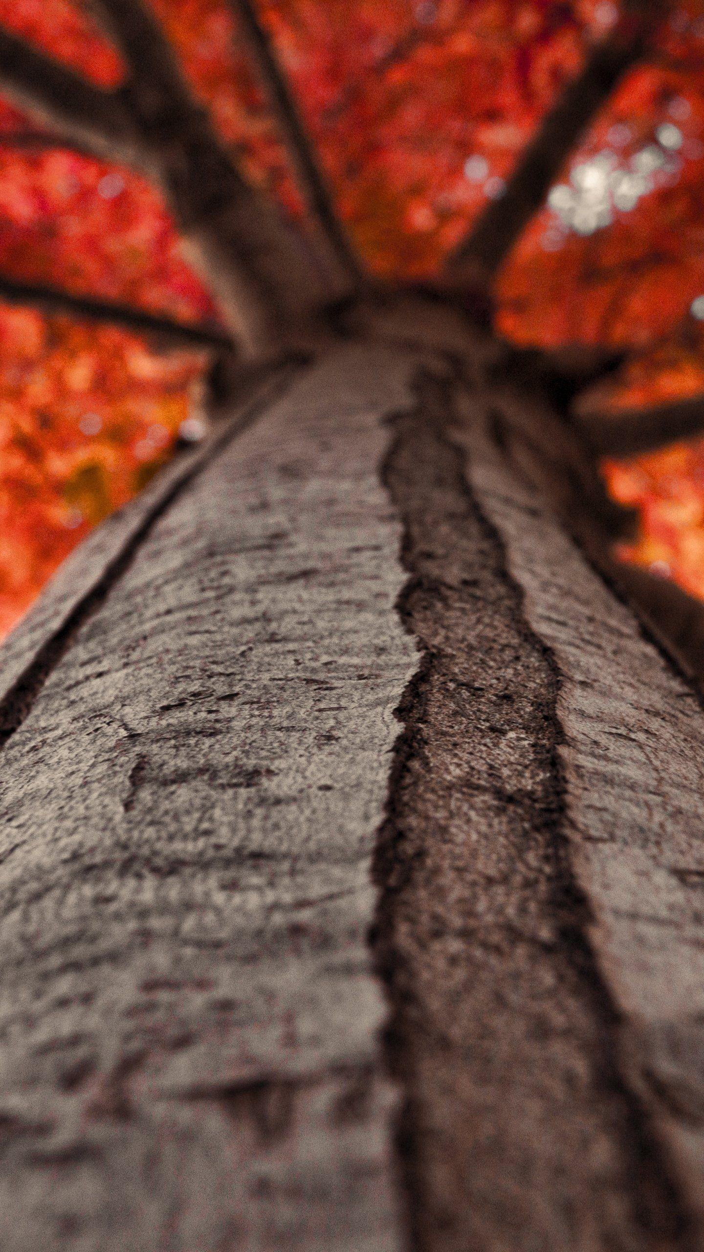 Tree Trunk Wallpapers - Top Free Tree Trunk Backgrounds - WallpaperAccess