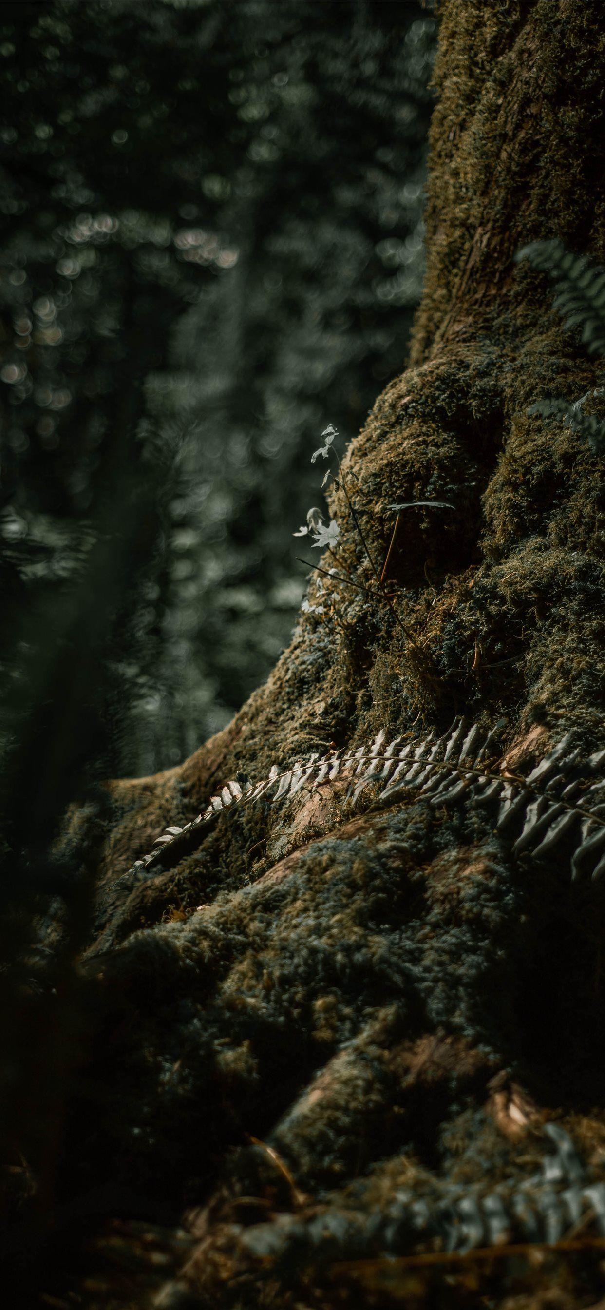 Tree Trunk Wallpapers - Top Free Tree Trunk Backgrounds - WallpaperAccess