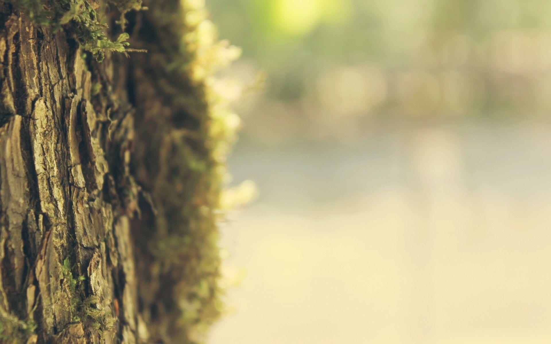 Tree Trunk Wallpapers - Top Free Tree Trunk Backgrounds - WallpaperAccess