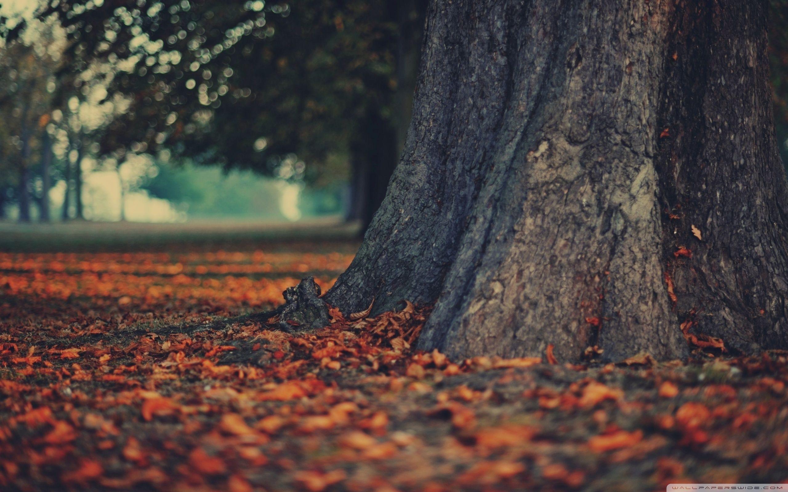 Tree Trunk Wallpapers - Top Free Tree Trunk Backgrounds - WallpaperAccess