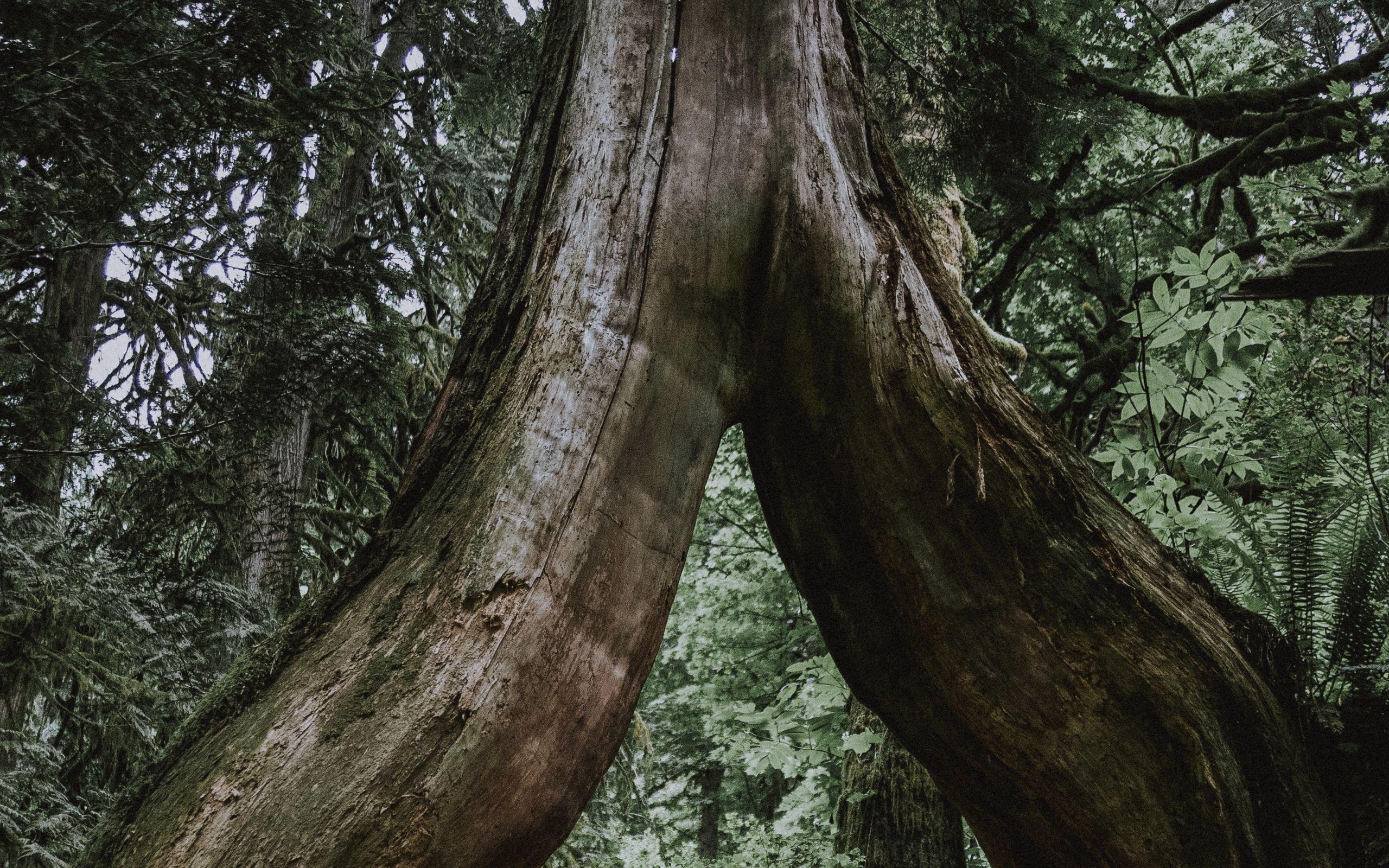 Tree Trunk Wallpapers - Top Free Tree Trunk Backgrounds - WallpaperAccess