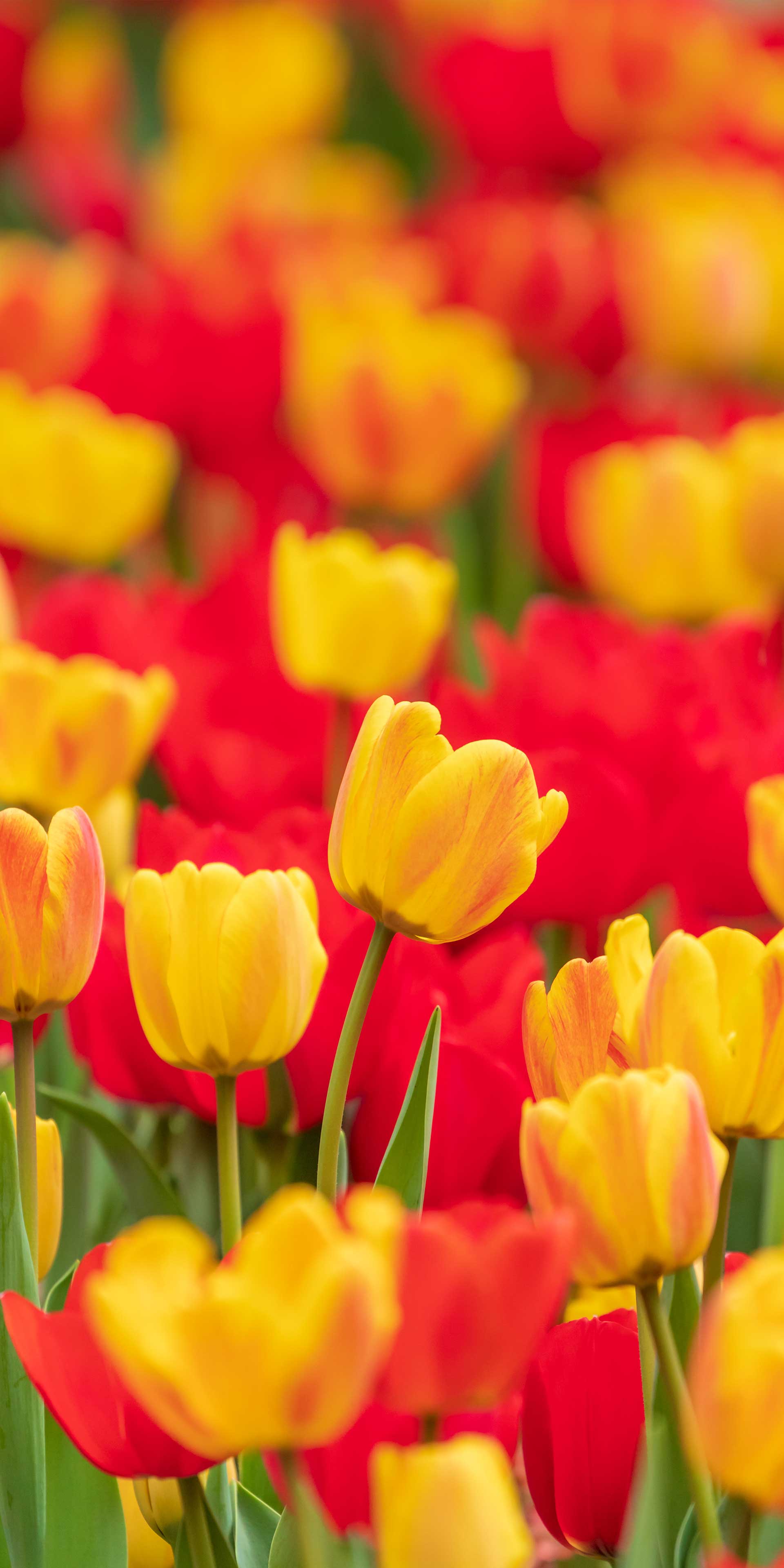 Desert Spring Wallpapers - Top Free Desert Spring Backgrounds ...