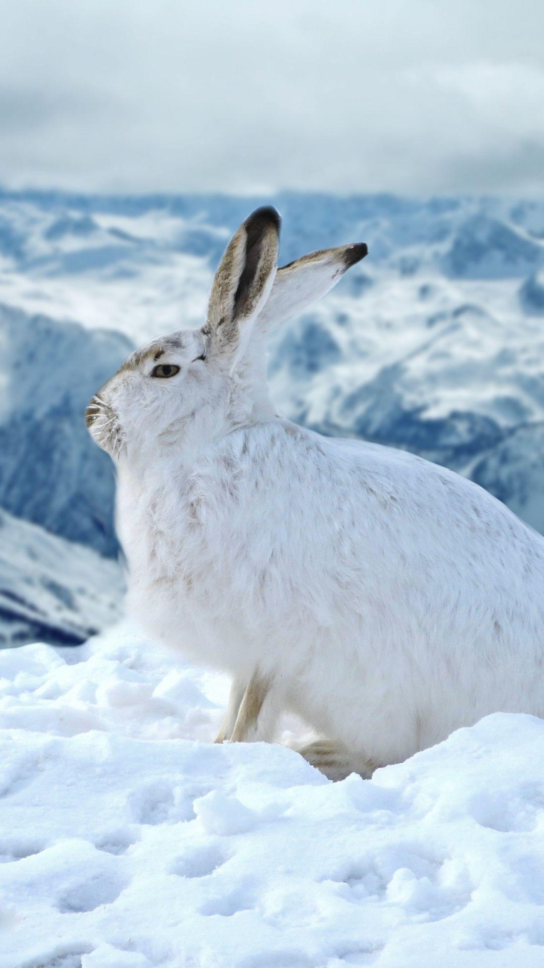 Winter Bunny Wallpapers - Top Free Winter Bunny Backgrounds ...