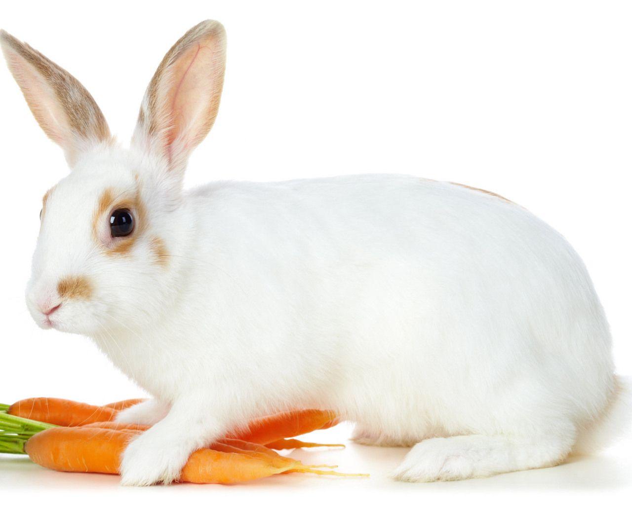 White Rabbit Wallpapers - Top Free White Rabbit Backgrounds ...