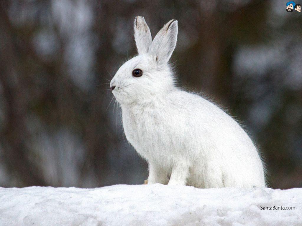 White Rabbit Wallpapers - Top Free White Rabbit Backgrounds ...