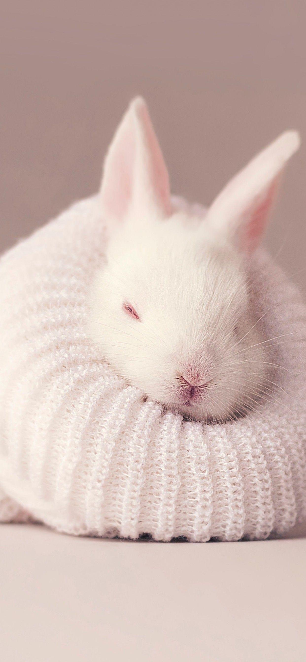 White Rabbit Wallpapers - Top Free White Rabbit Backgrounds ...