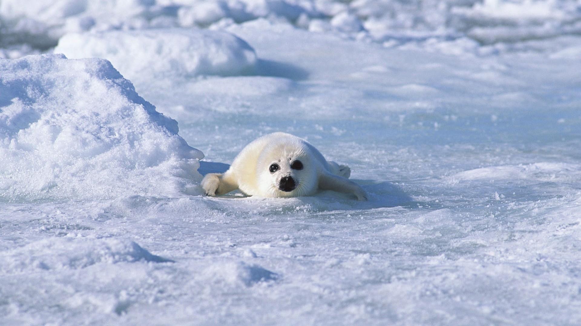 HD Seal Wallpapers - Top Free HD Seal Backgrounds - WallpaperAccess