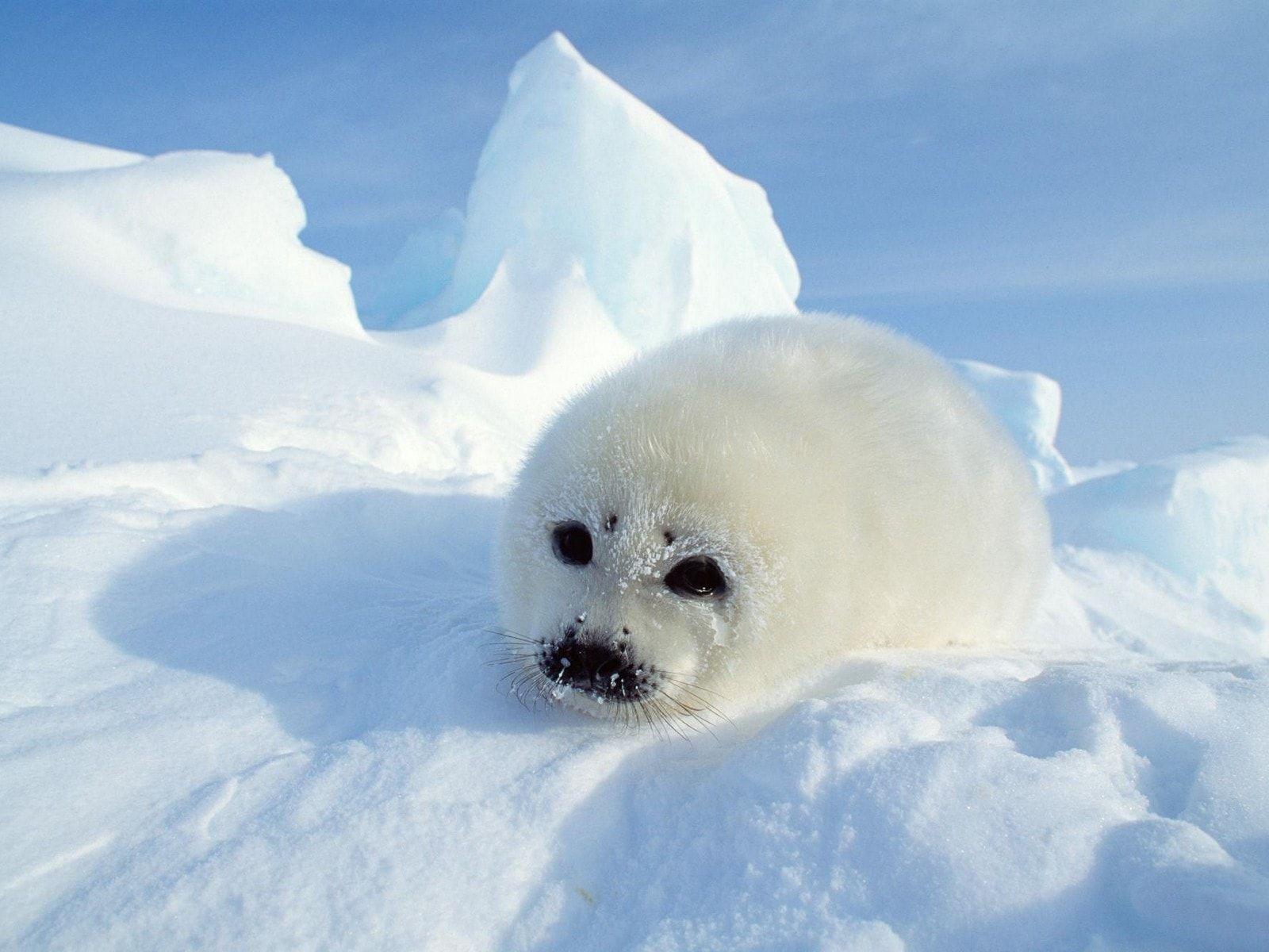 HD Seal Wallpapers - Top Free HD Seal Backgrounds - WallpaperAccess
