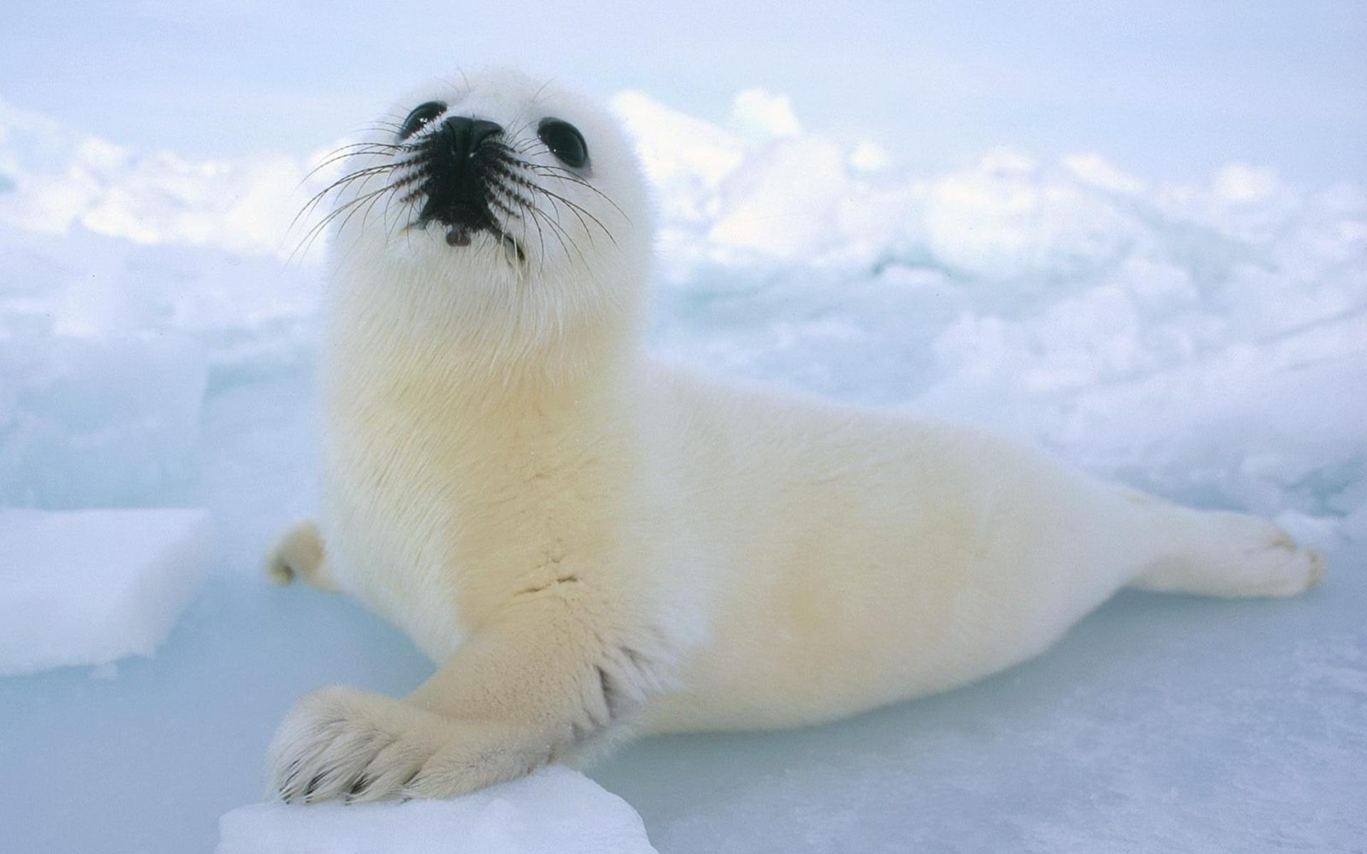 HD Seal Wallpapers - Top Free HD Seal Backgrounds - WallpaperAccess