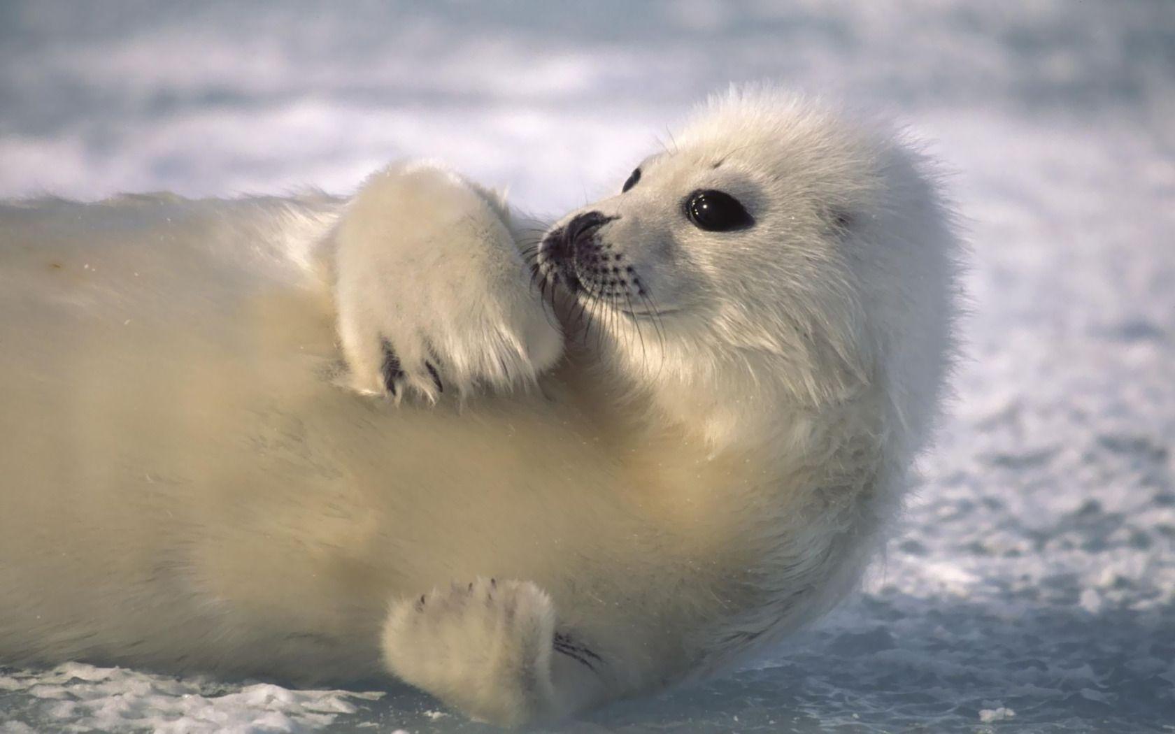 HD Seal Wallpapers - Top Free HD Seal Backgrounds - WallpaperAccess
