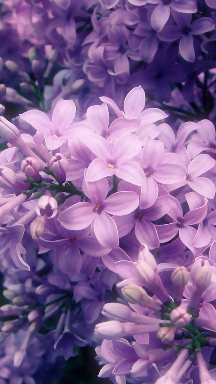 Lilac Phone Wallpapers - Top Free Lilac Phone Backgrounds - WallpaperAccess