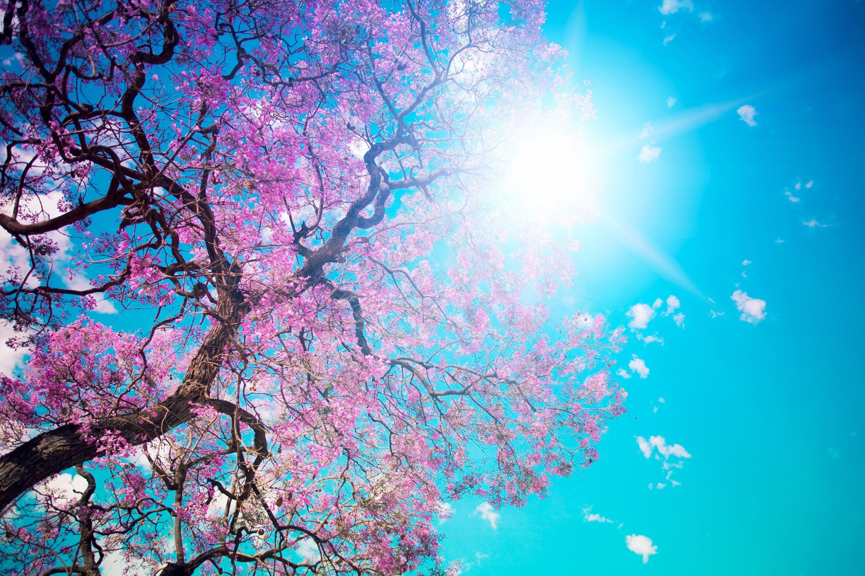 Blossom Tree Wallpapers - Top Free Blossom Tree Backgrounds ...