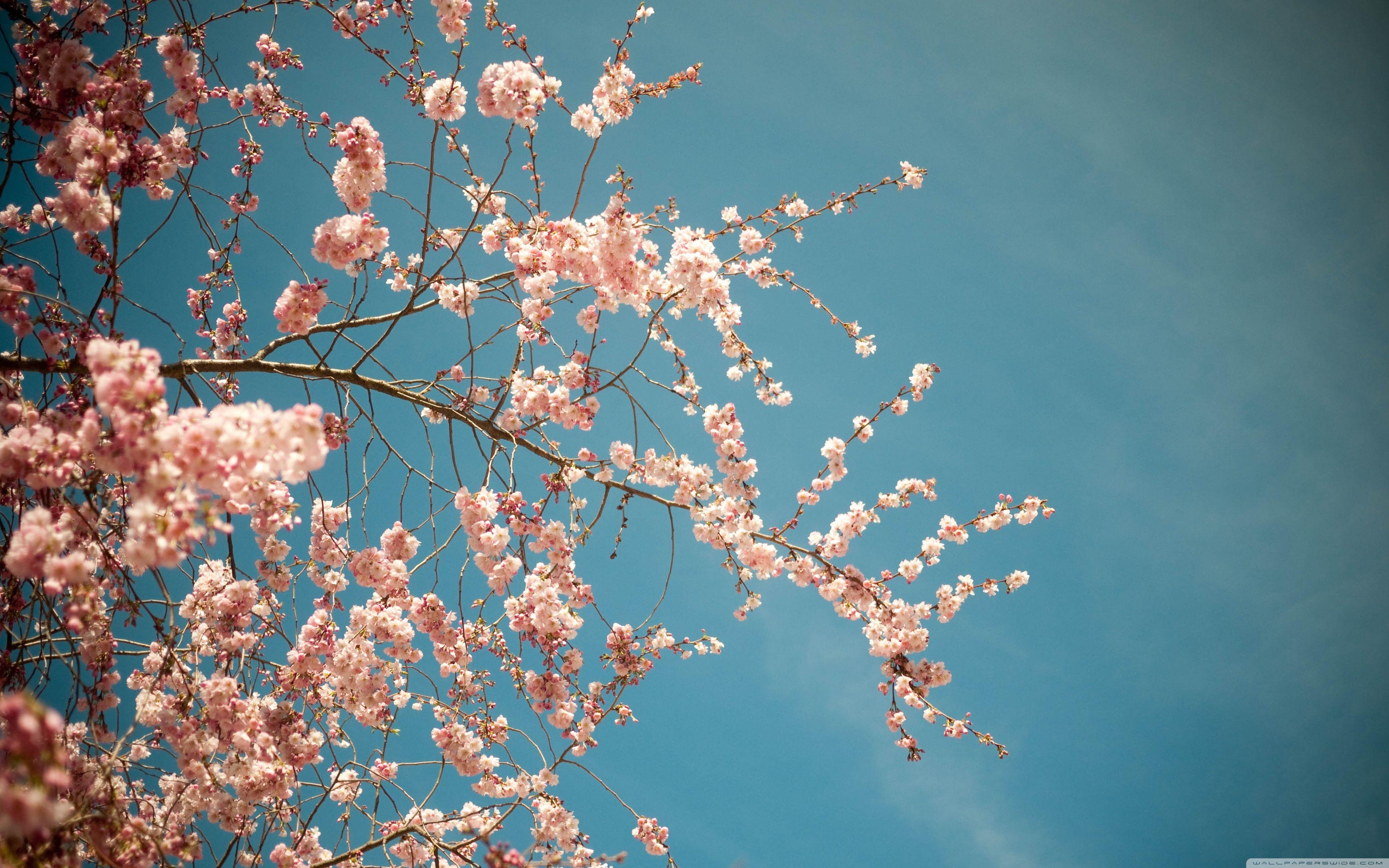 Blossom Tree Wallpapers - Top Free Blossom Tree Backgrounds ...
