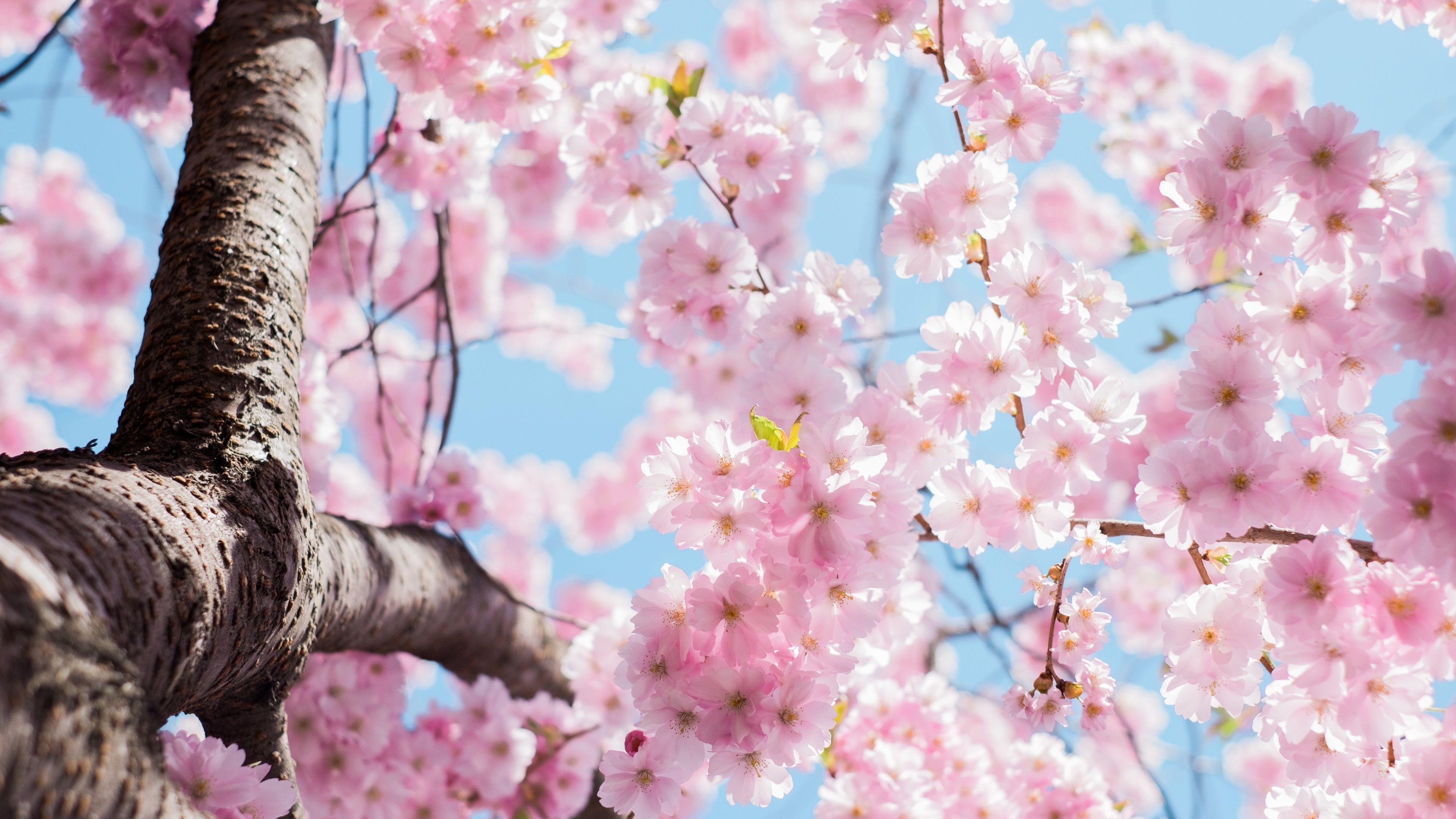 Blossom Tree Wallpapers - Top Free Blossom Tree Backgrounds ...