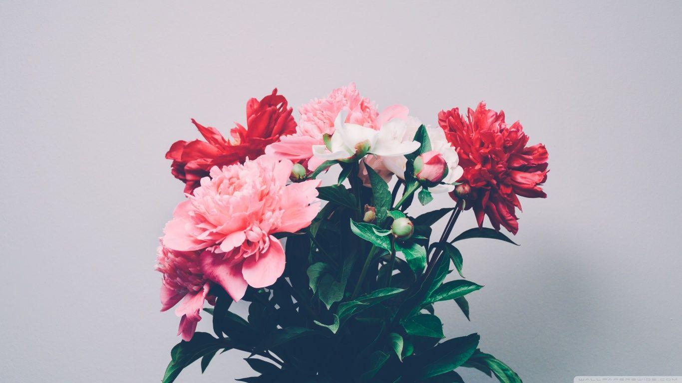 Peony Desktop Wallpapers - Top Free Peony Desktop Backgrounds ...