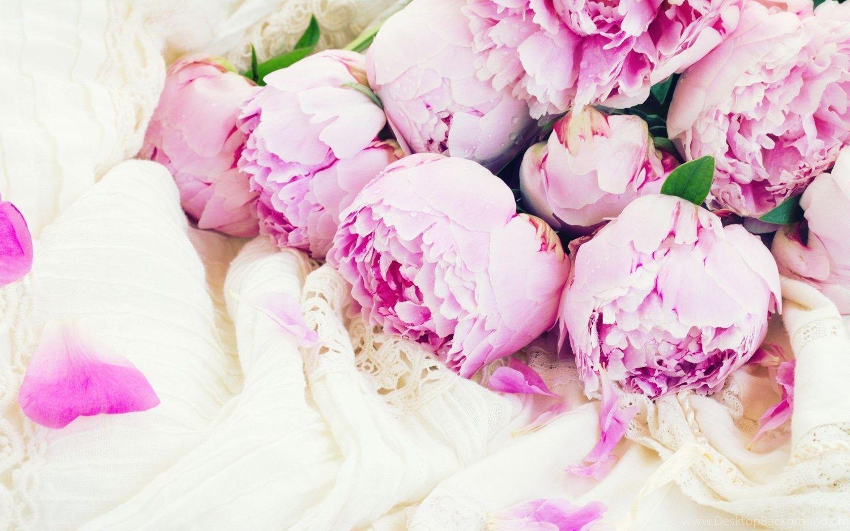 Peony Desktop Wallpapers - Top Free Peony Desktop Backgrounds - WallpaperAccess