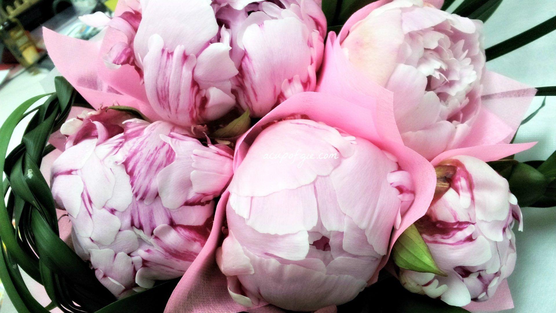 Peony Desktop Wallpapers - Top Free Peony Desktop Backgrounds ...