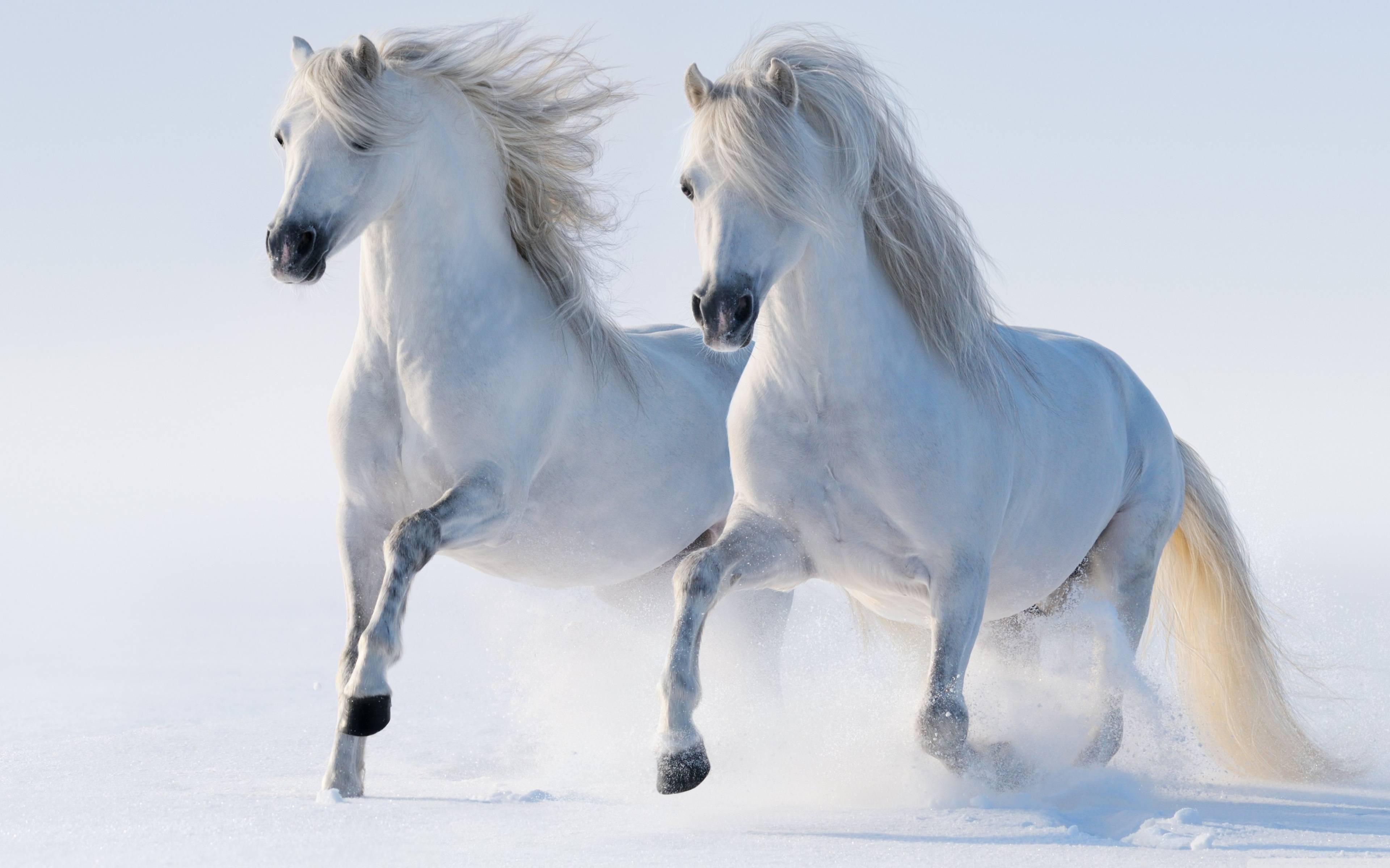 Horse Wallpapers - Top Free Horse Backgrounds - WallpaperAccess