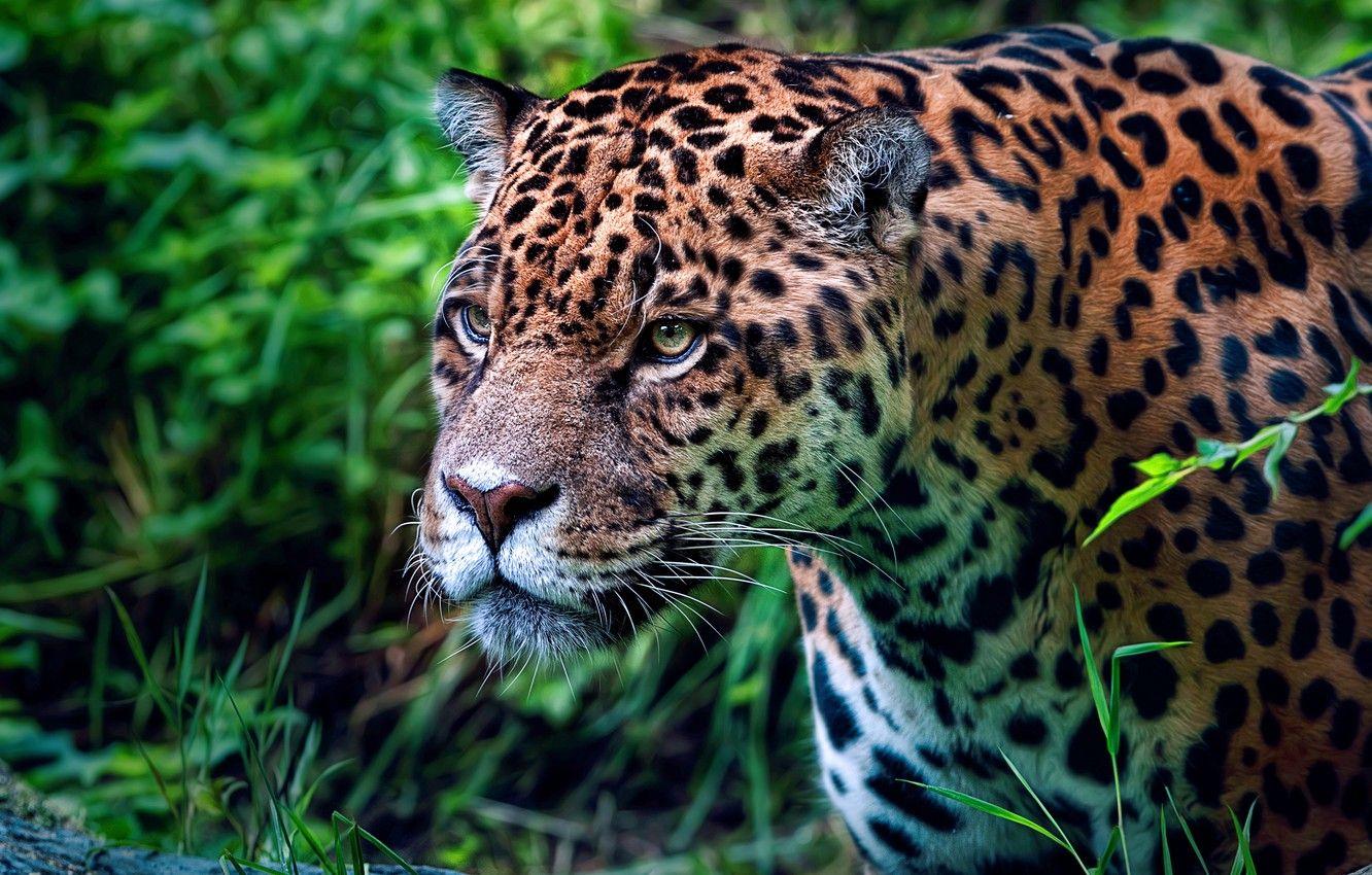 Jaguar Cat Wallpapers - Top Free Jaguar Cat Backgrounds - WallpaperAccess