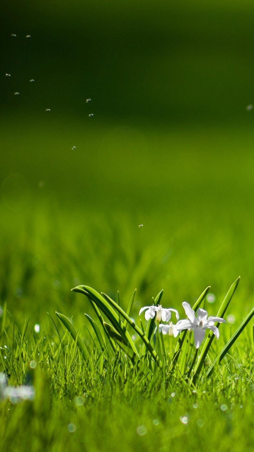 Nature Portrait Wallpapers - Top Free Nature Portrait Backgrounds ...