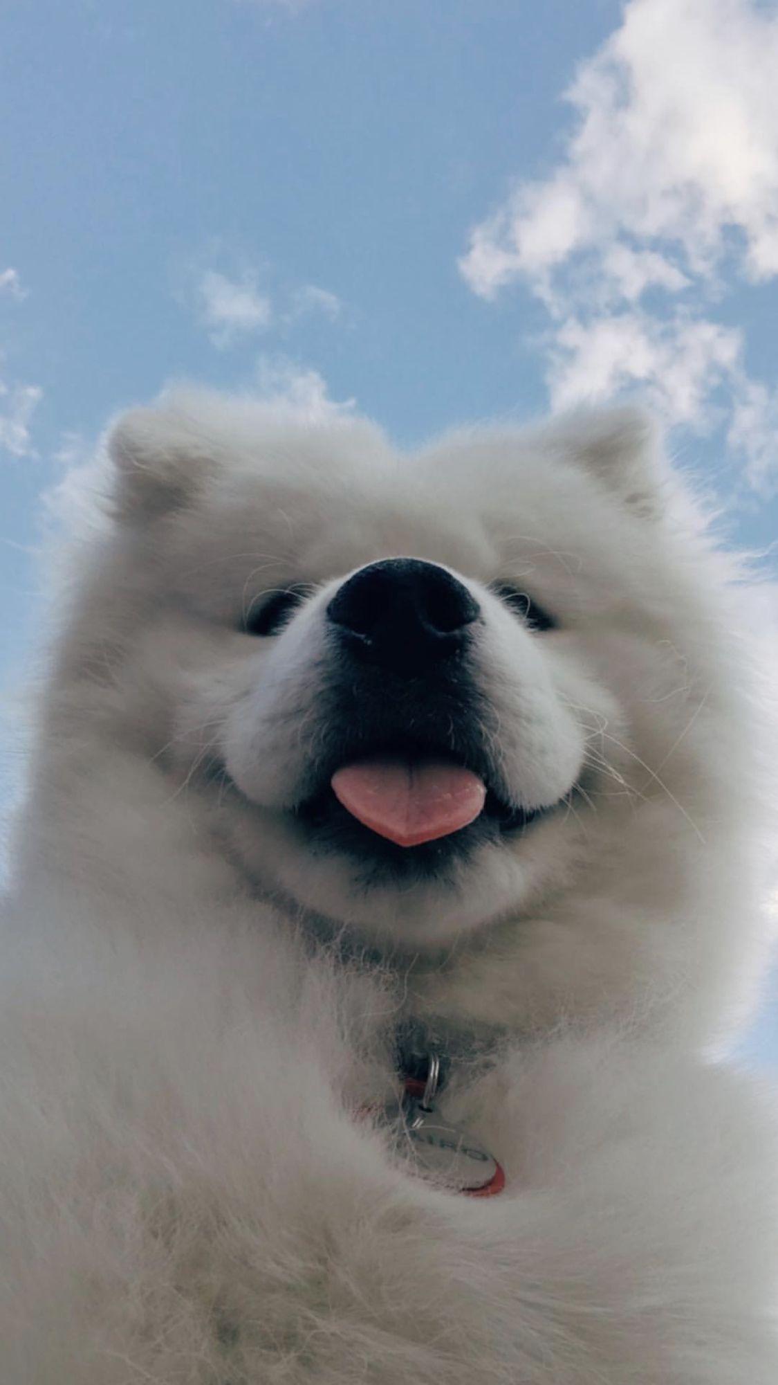 Samoyed Dog Wallpapers - Top Free Samoyed Dog Backgrounds - WallpaperAccess