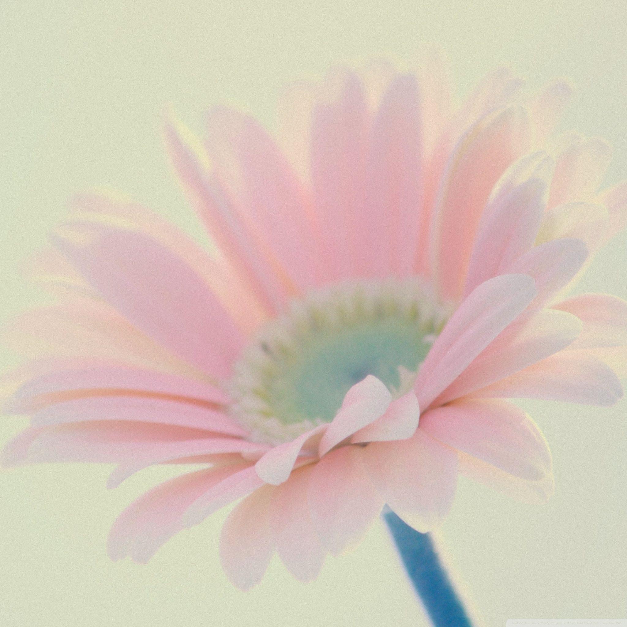 Wengie Wallpapers - Top Free Wengie Backgrounds - WallpaperAccess