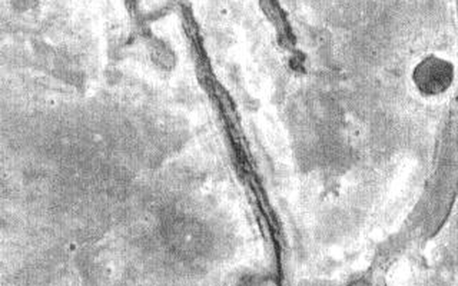 Themis Wallpapers - Top Free Themis Backgrounds - WallpaperAccess