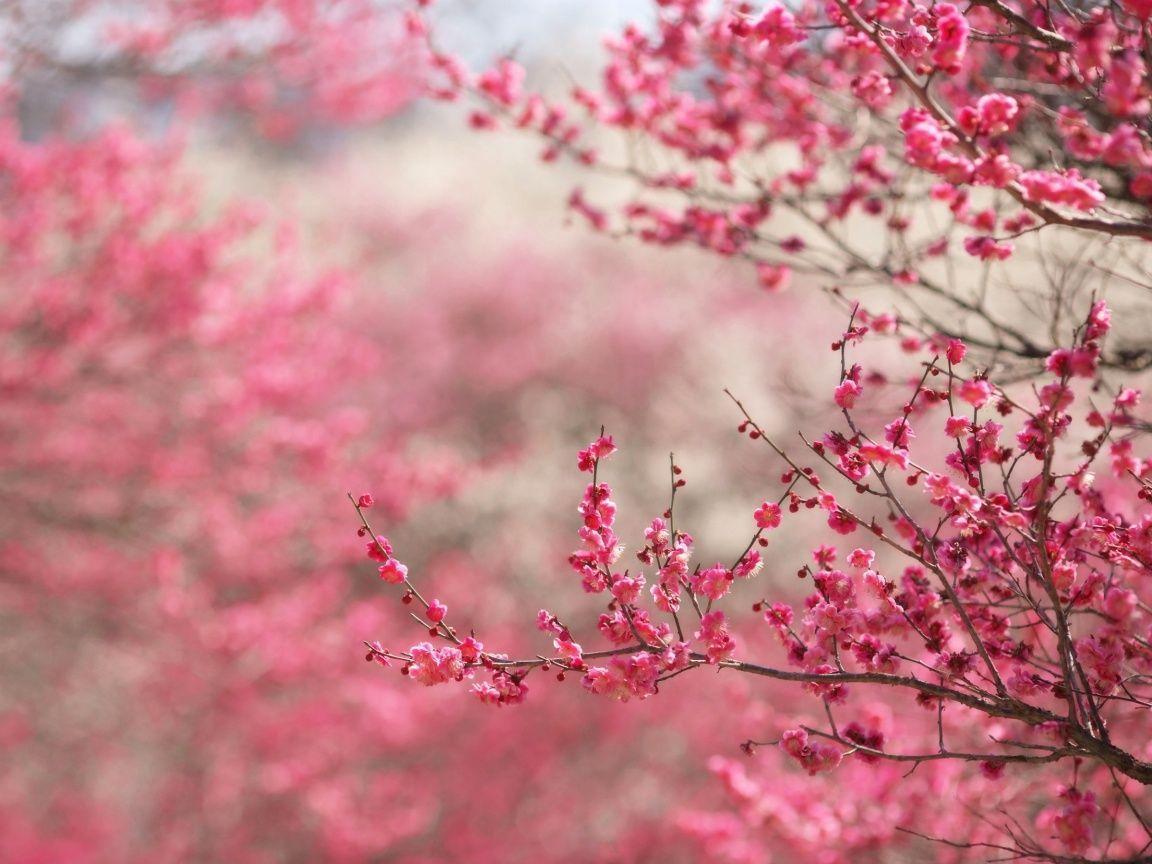 Sakura Nature Wallpapers - Top Free Sakura Nature Backgrounds ...