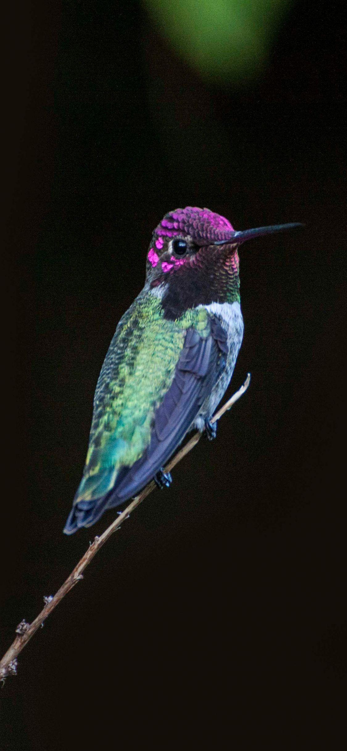 Abstract Hummingbird Wallpapers - Top Free Abstract Hummingbird ...