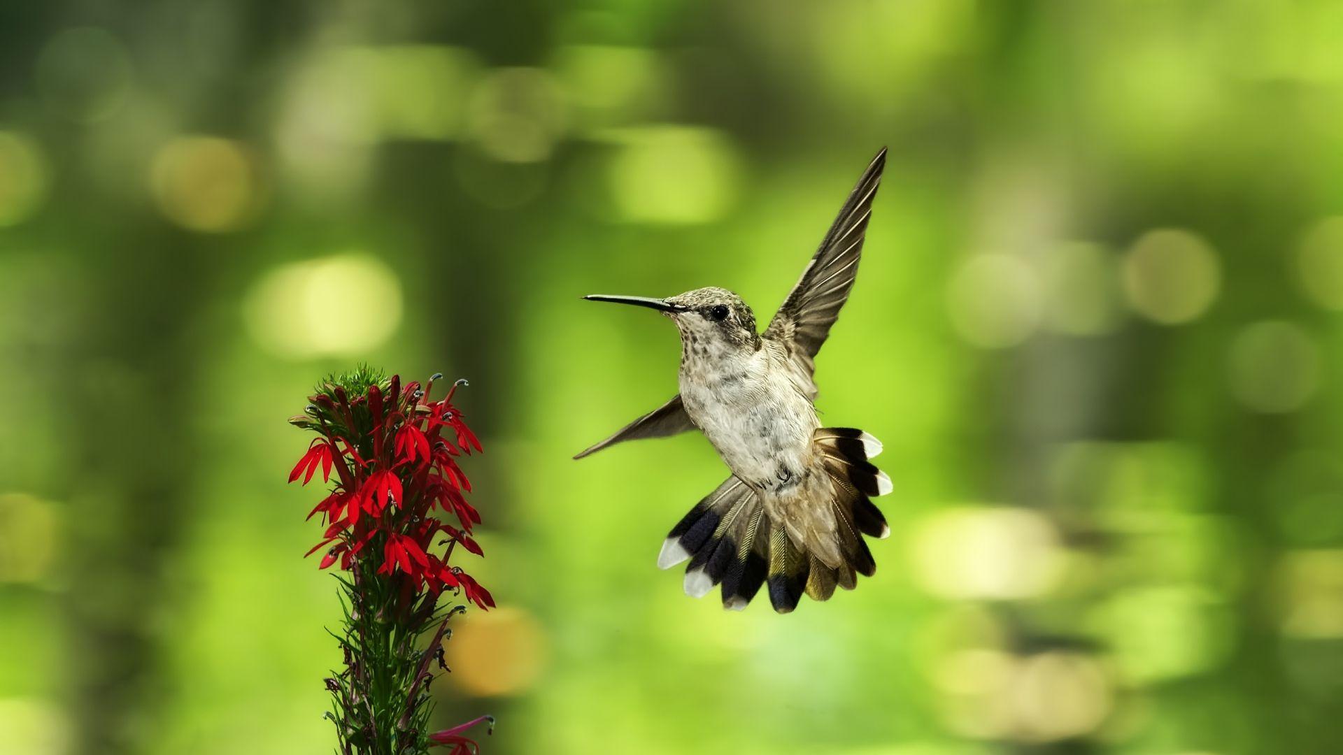Abstract Hummingbird Wallpapers - Top Free Abstract Hummingbird ...