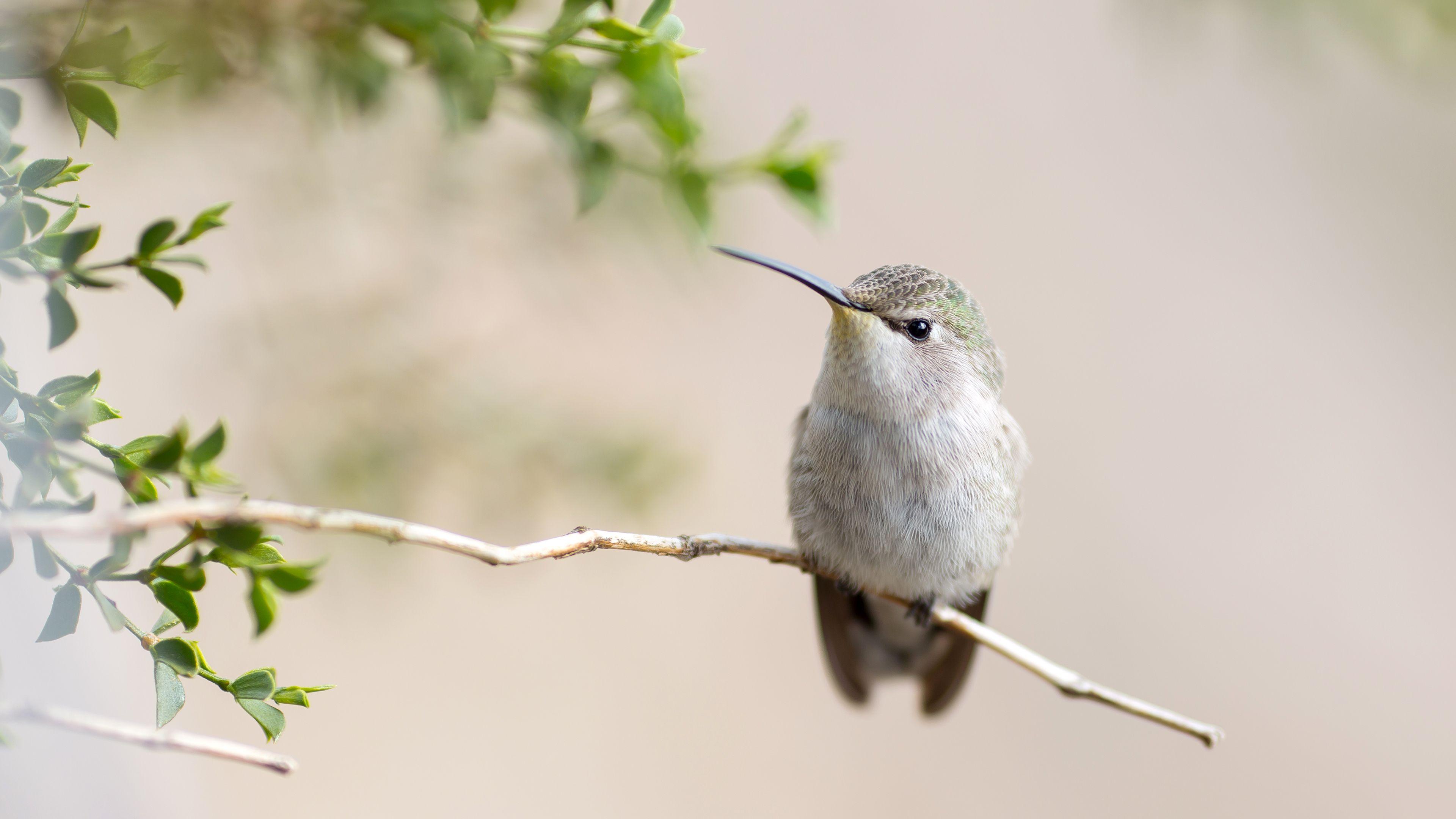 Hummingbird Desktop Wallpapers - Top Free Hummingbird Desktop ...