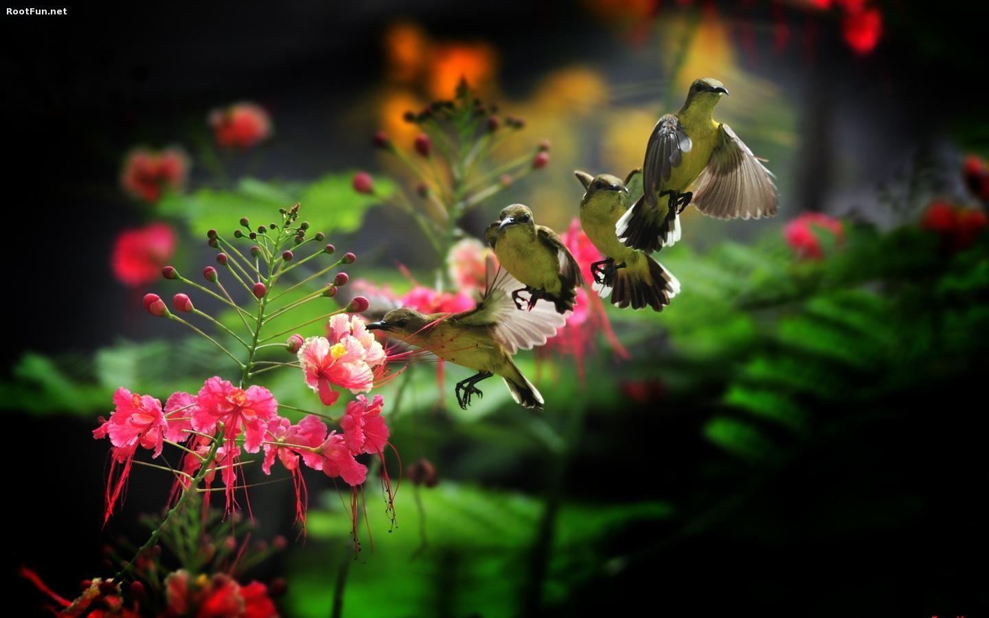Abstract Hummingbird Wallpapers - Top Free Abstract Hummingbird ...