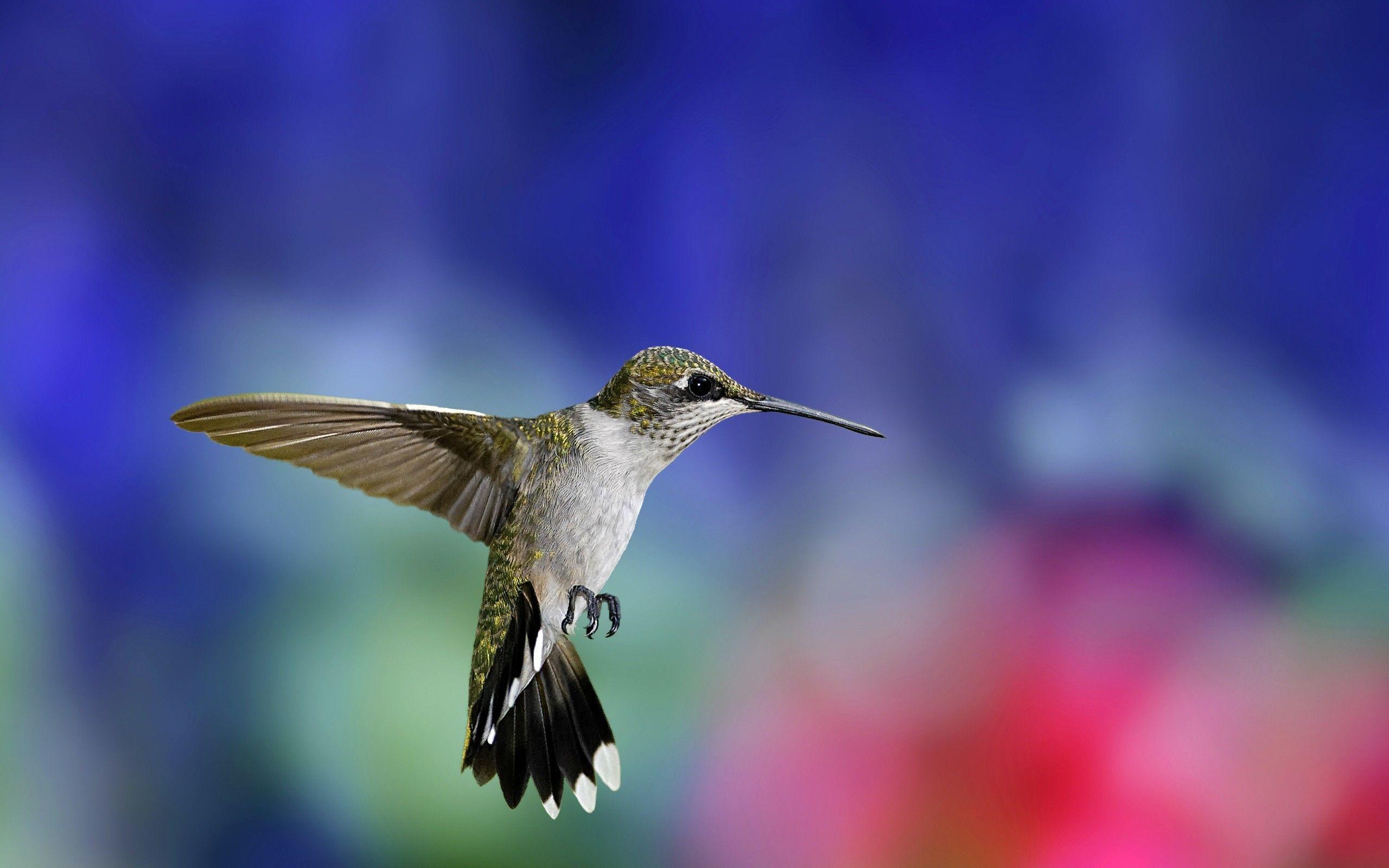 Abstract Hummingbird Wallpapers - Top Free Abstract Hummingbird ...