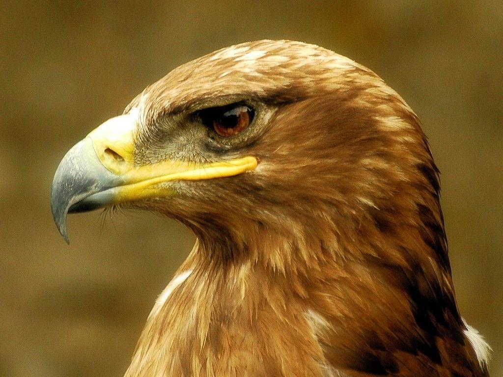 Brown Eagle Wallpapers - Top Free Brown Eagle Backgrounds - WallpaperAccess
