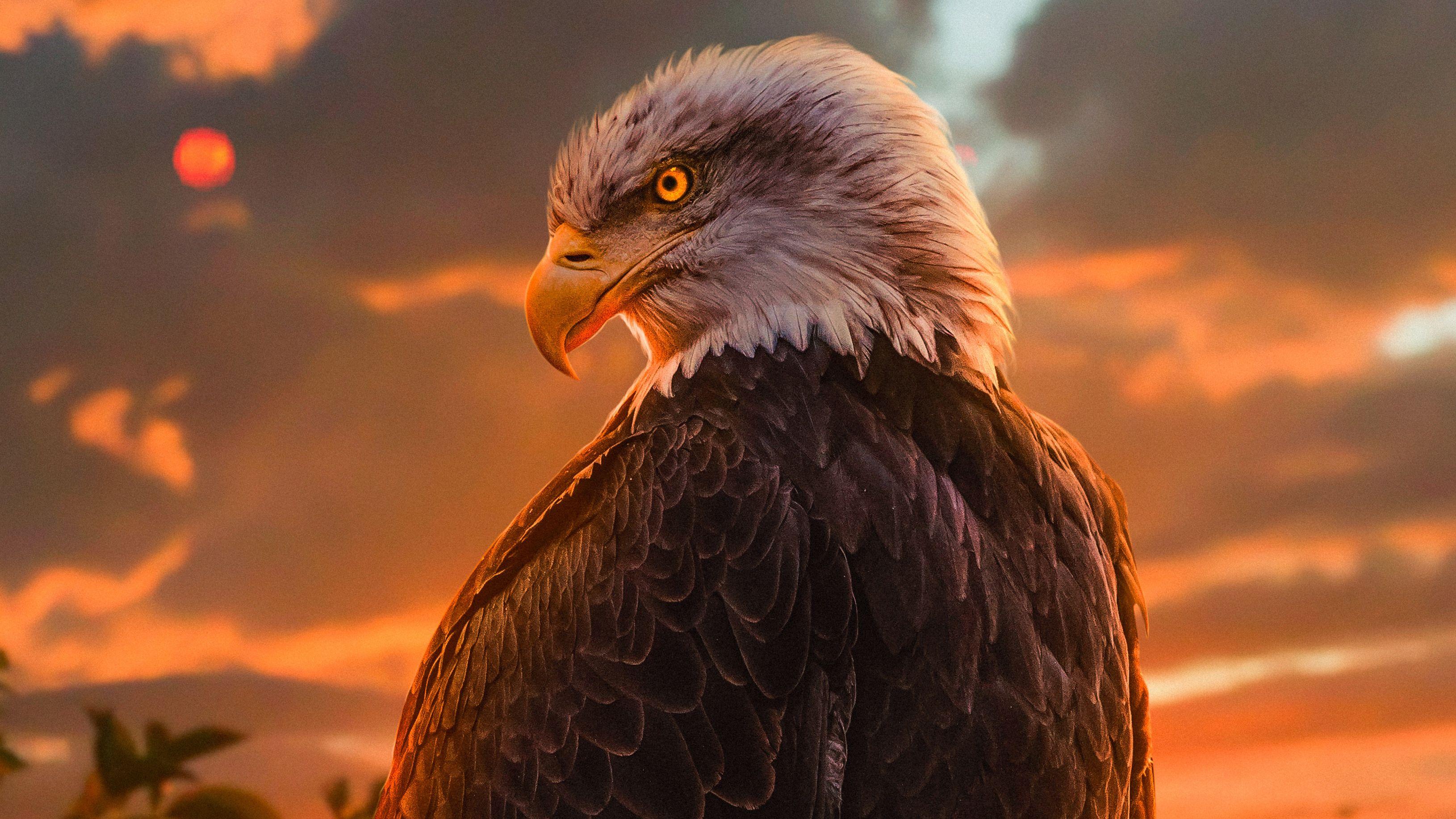 Brown Eagle Wallpapers - Top Free Brown Eagle Backgrounds - WallpaperAccess