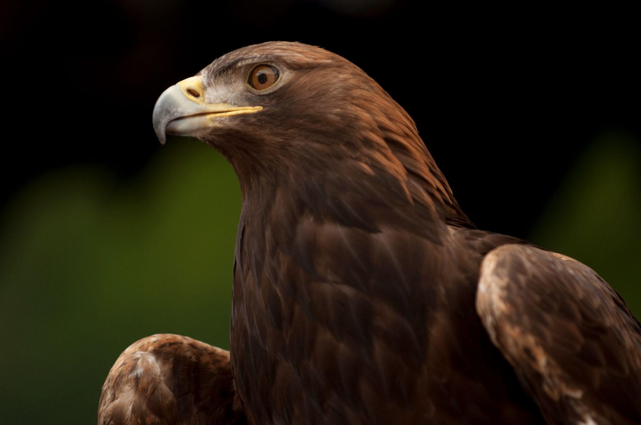 Brown Eagle Wallpapers - Top Free Brown Eagle Backgrounds - WallpaperAccess